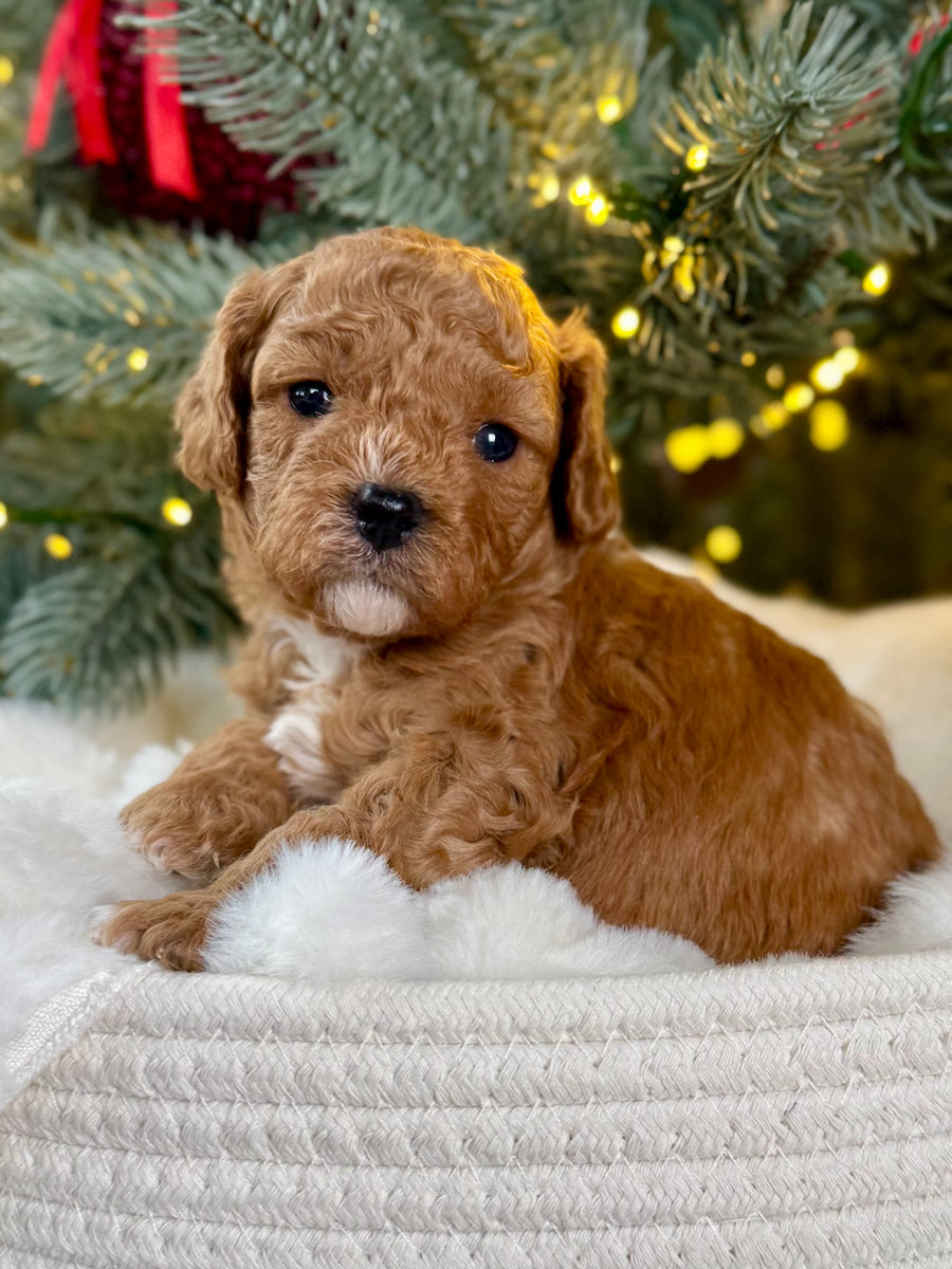 Arctic Teacup/Toy Cavapoo Puppy 💙 SOLD – Precious Pups USA