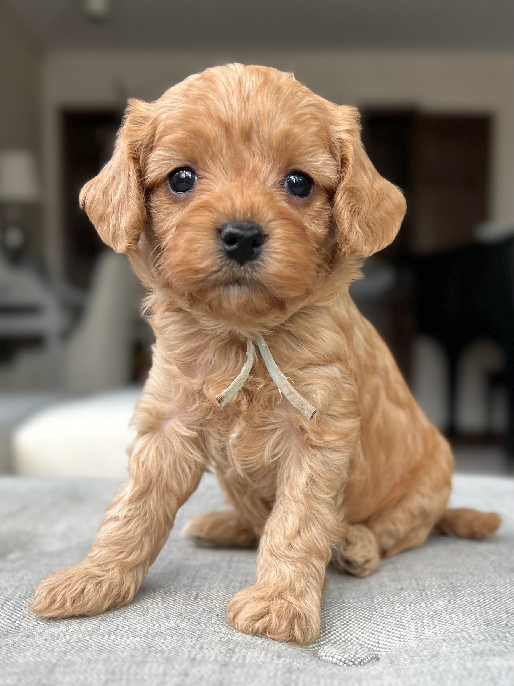 Available Puppies – Page 2 – Precious Pups USA
