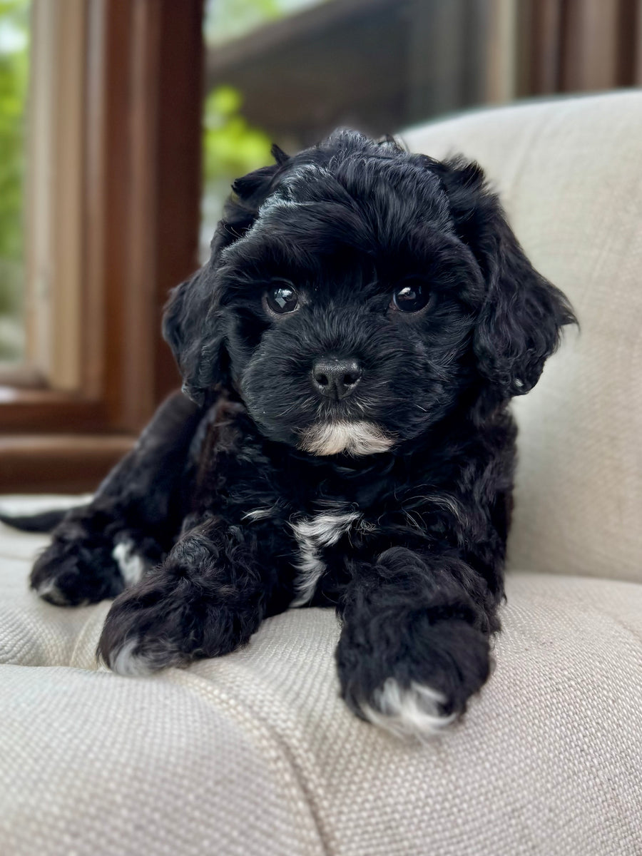 Cosmos F1b Teacup/Toy Cavapoo Puppy 💙 ADOPTED – Precious Pups USA