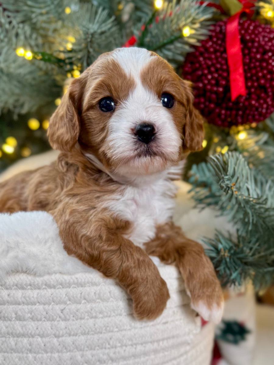 Aspen Teacup/Toy Cavapoo Puppy 💙 SOLD – Precious Pups USA