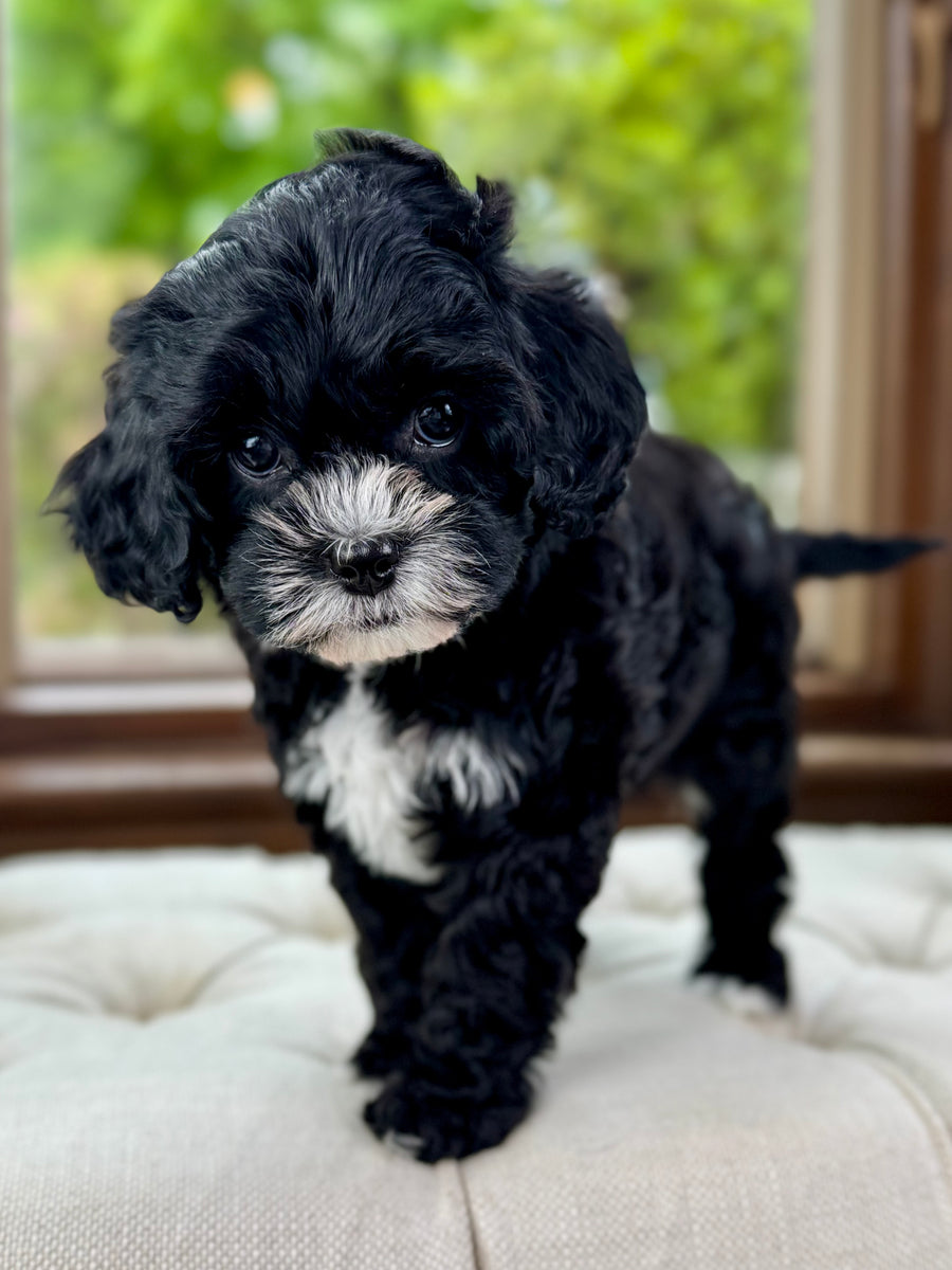 Luna F1b Toy Cavapoo Puppy 💗 ADOPTED – Precious Pups USA