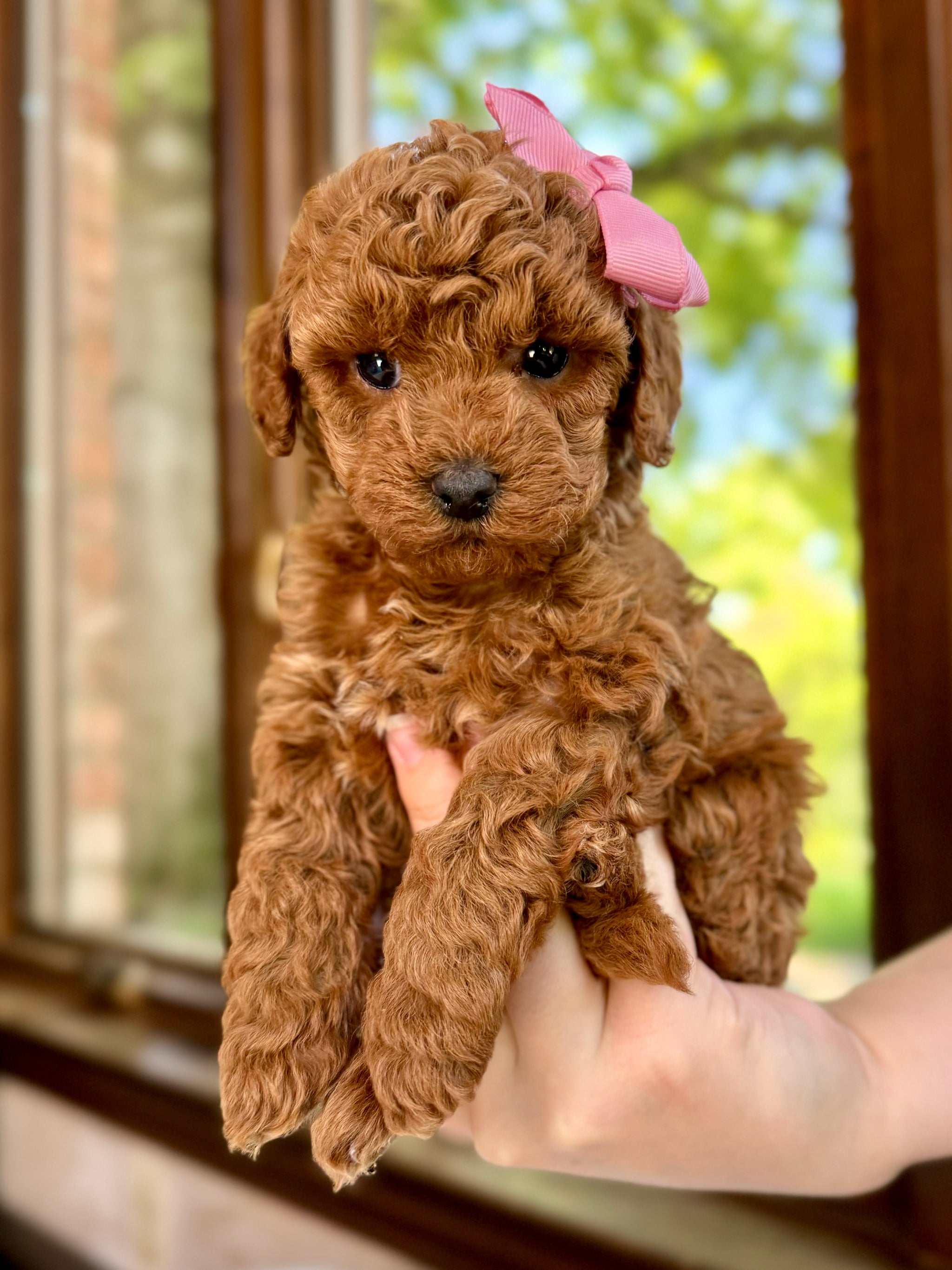 Available Puppies – Precious Pups USA
