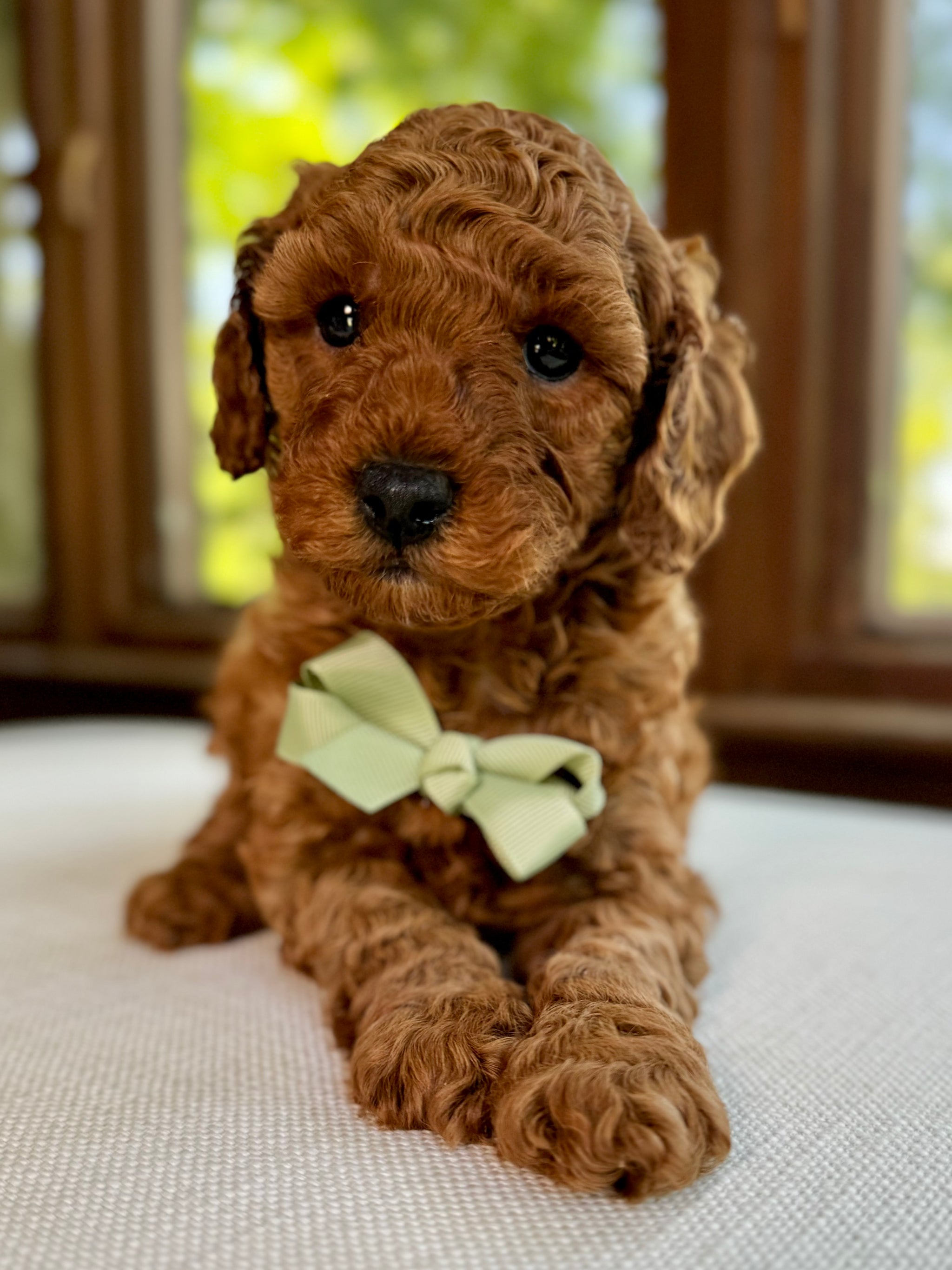Available Puppies – Precious Pups USA
