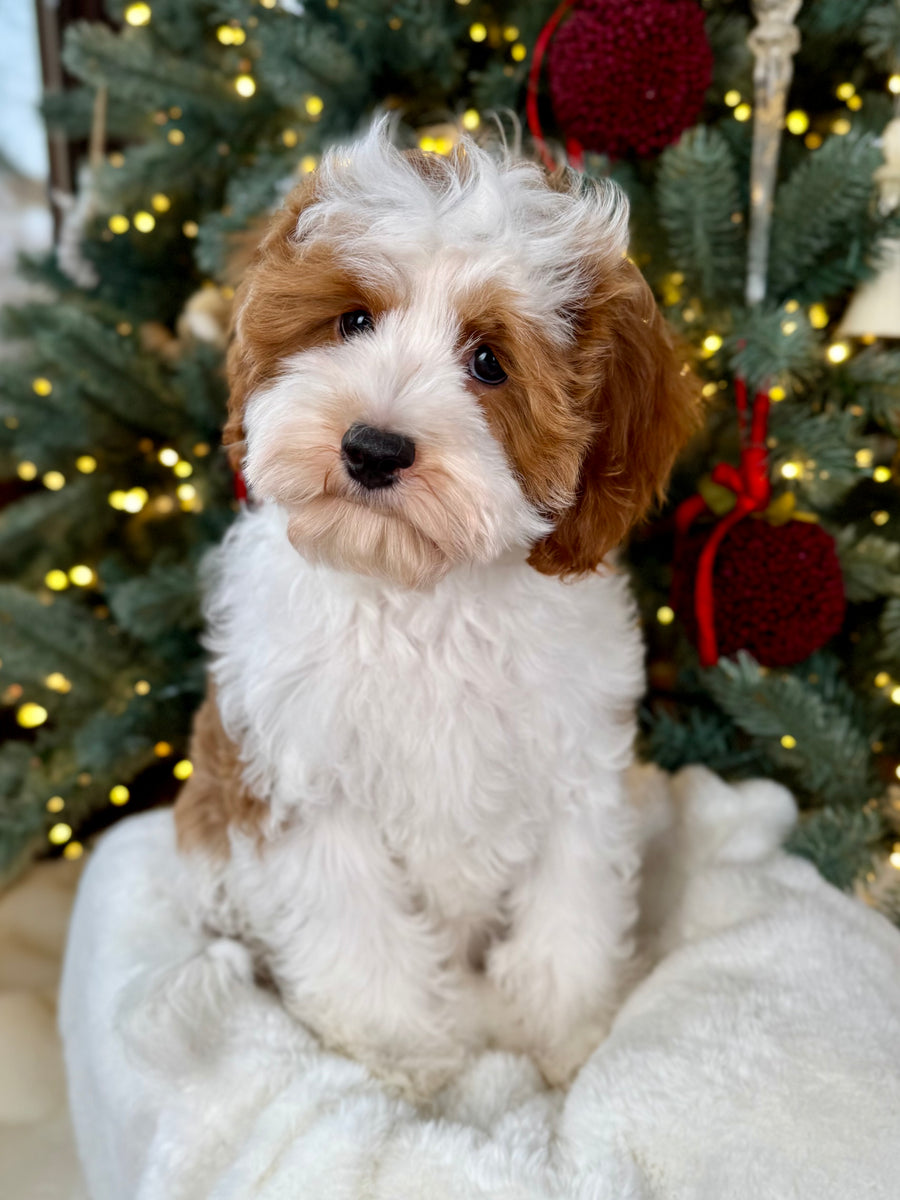 Cedar Cavapoo Puppy 💙 SOLD – Precious Pups USA