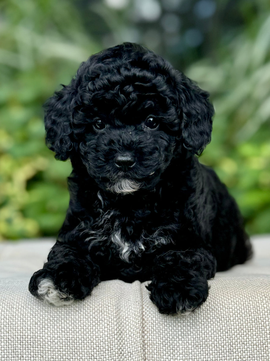 Available Puppies – Precious Pups USA