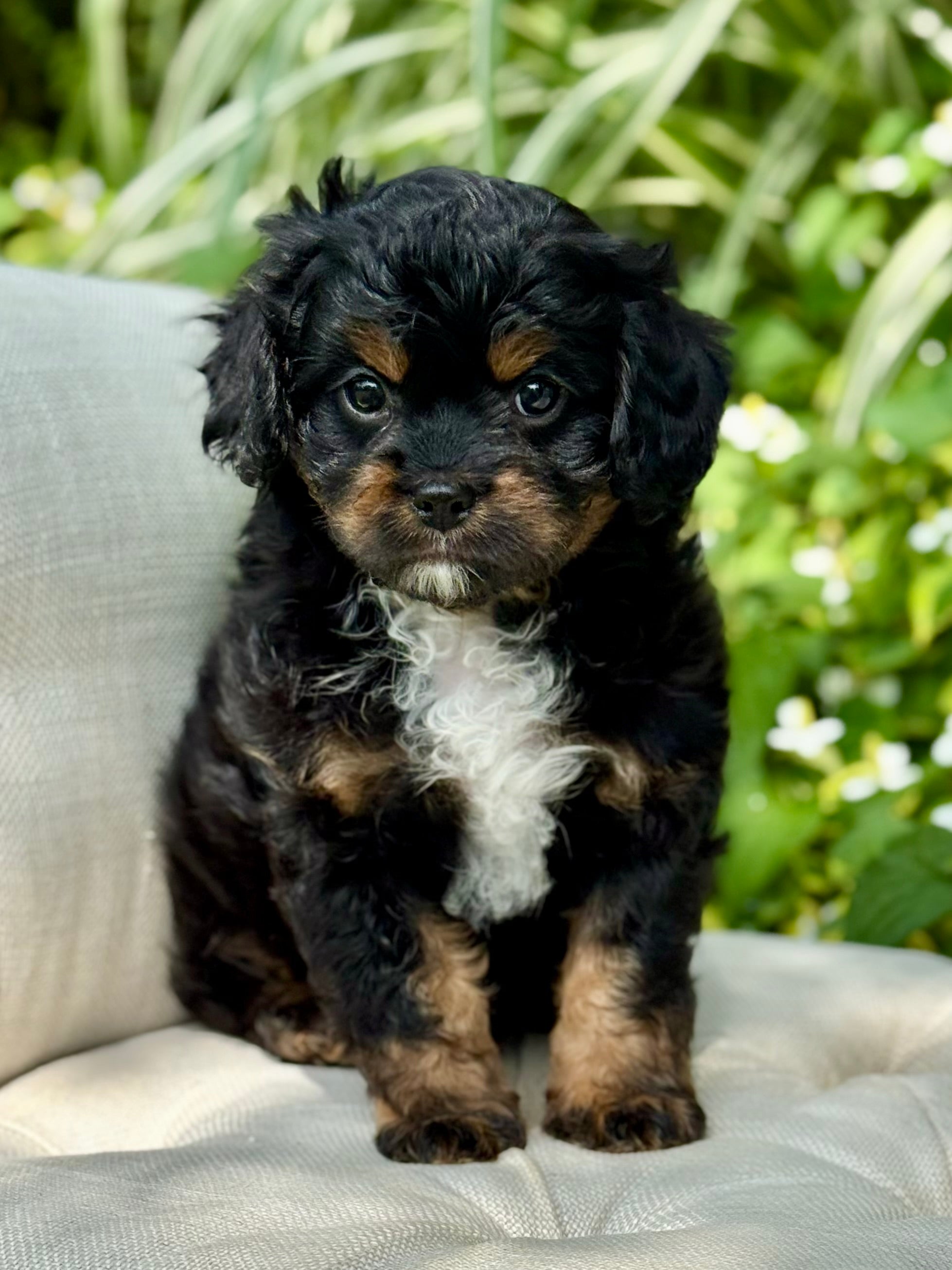 Poe Cavapoo Puppy 💙 ADOPTED – Precious Pups USA
