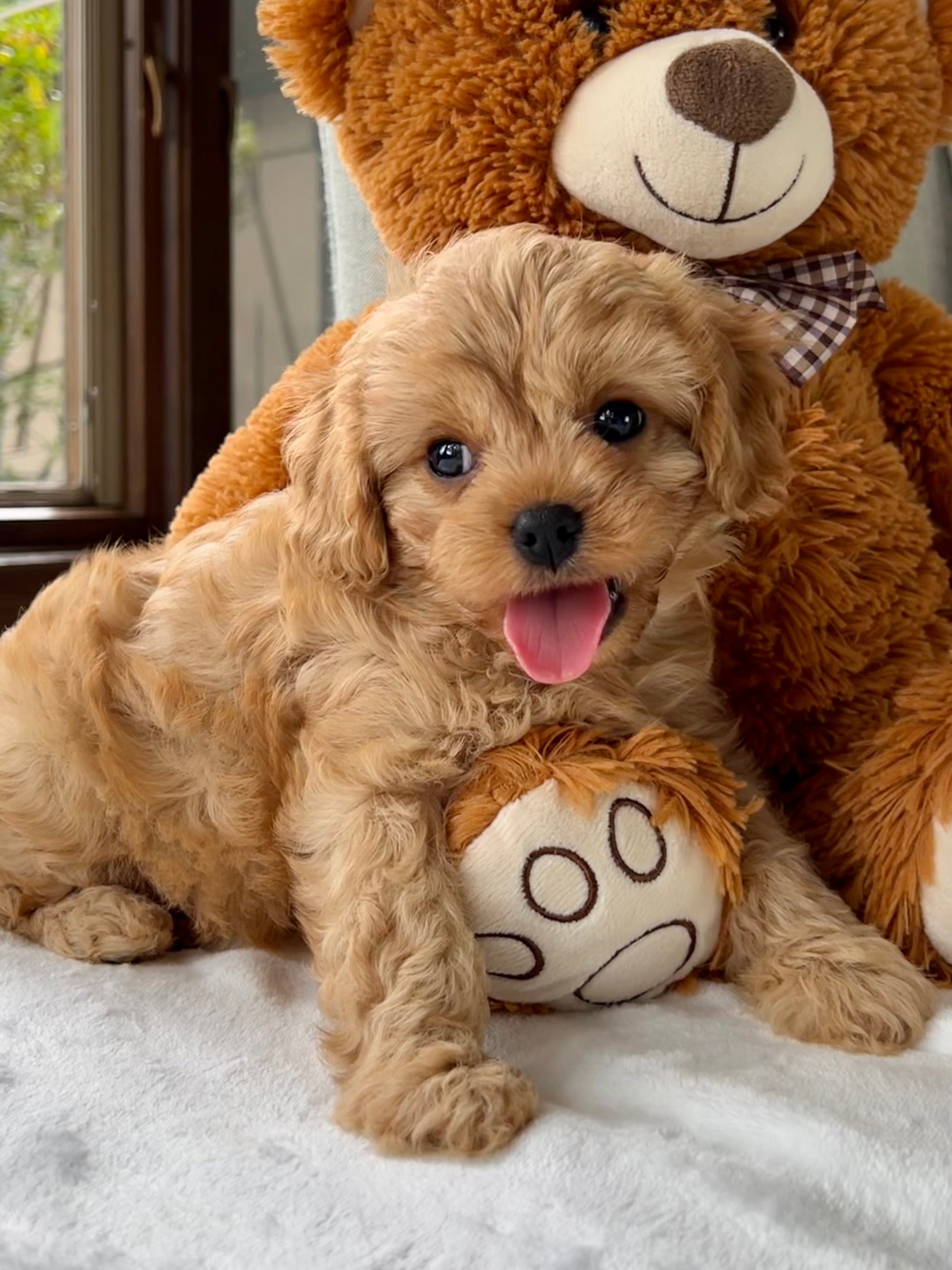 Available Puppies – Precious Pups USA