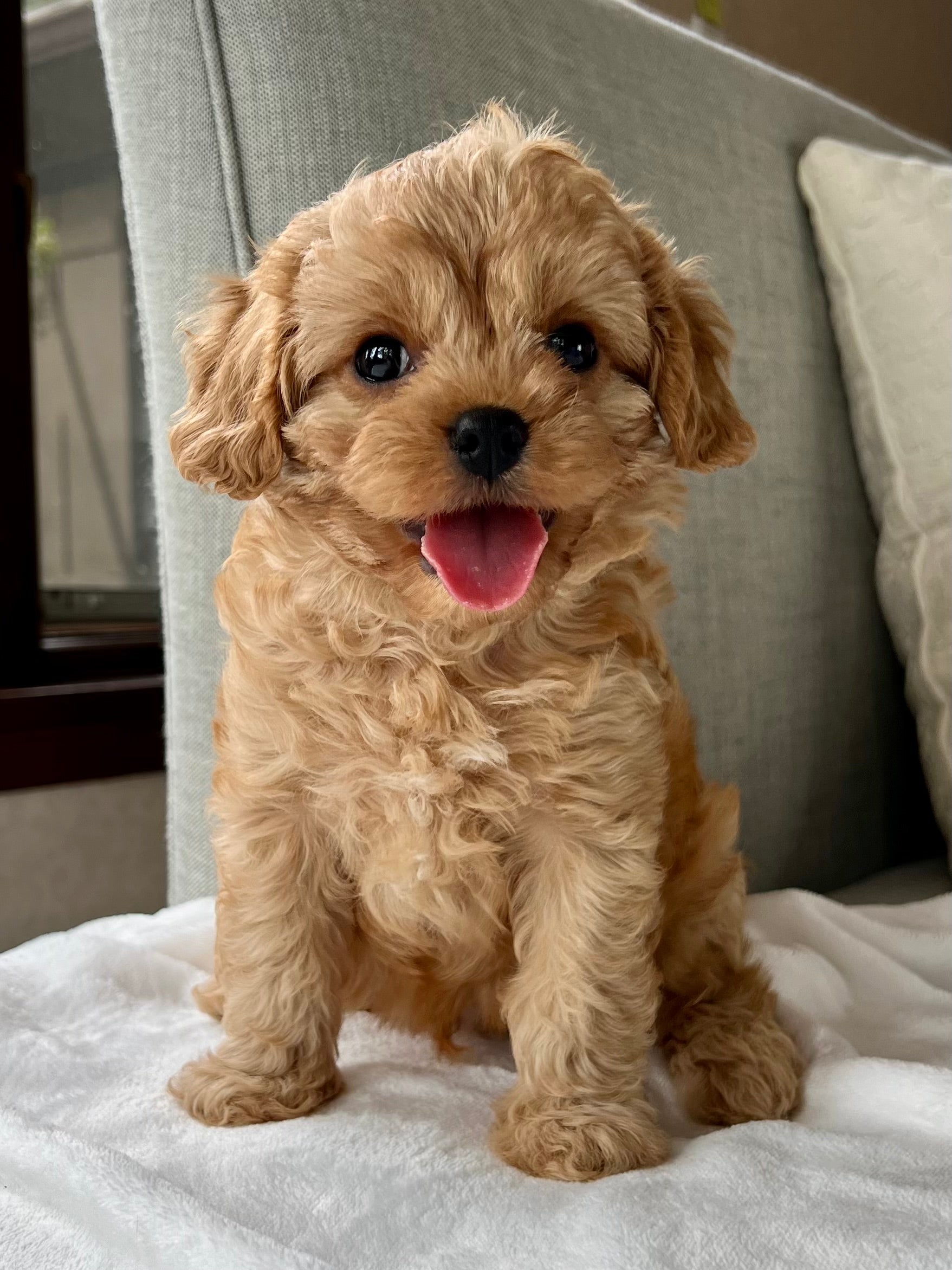 Upcoming Litters – Precious Pups USA
