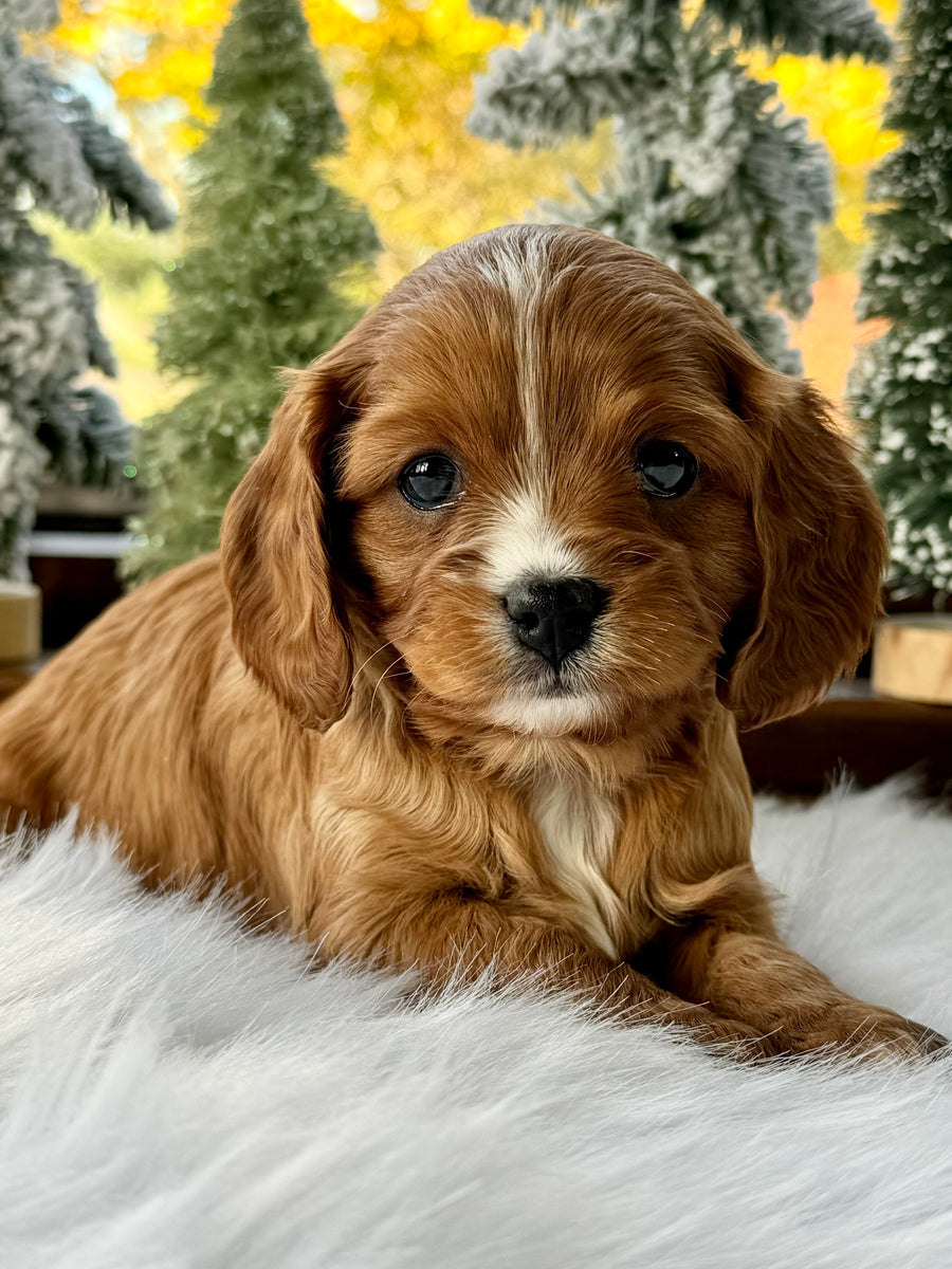 Ginger Cavapoo Puppy 💗 SOLD – Precious Pups USA