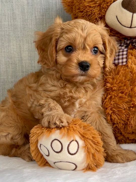 Upcoming Litters – Precious Pups USA