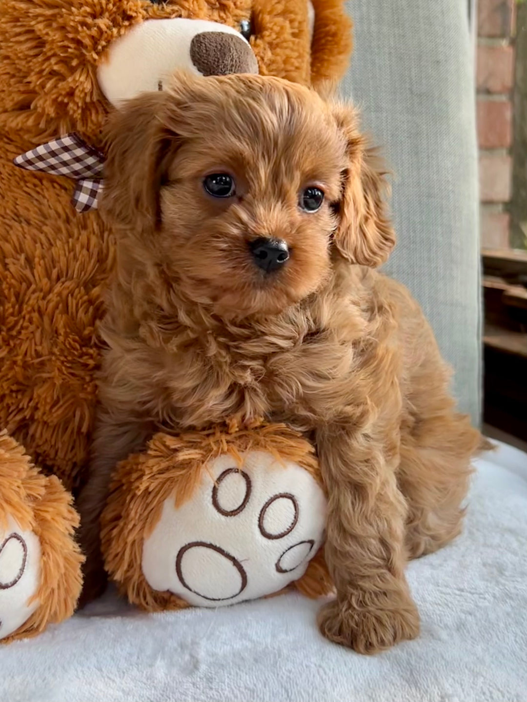 Puppy Wait List – Precious Pups USA