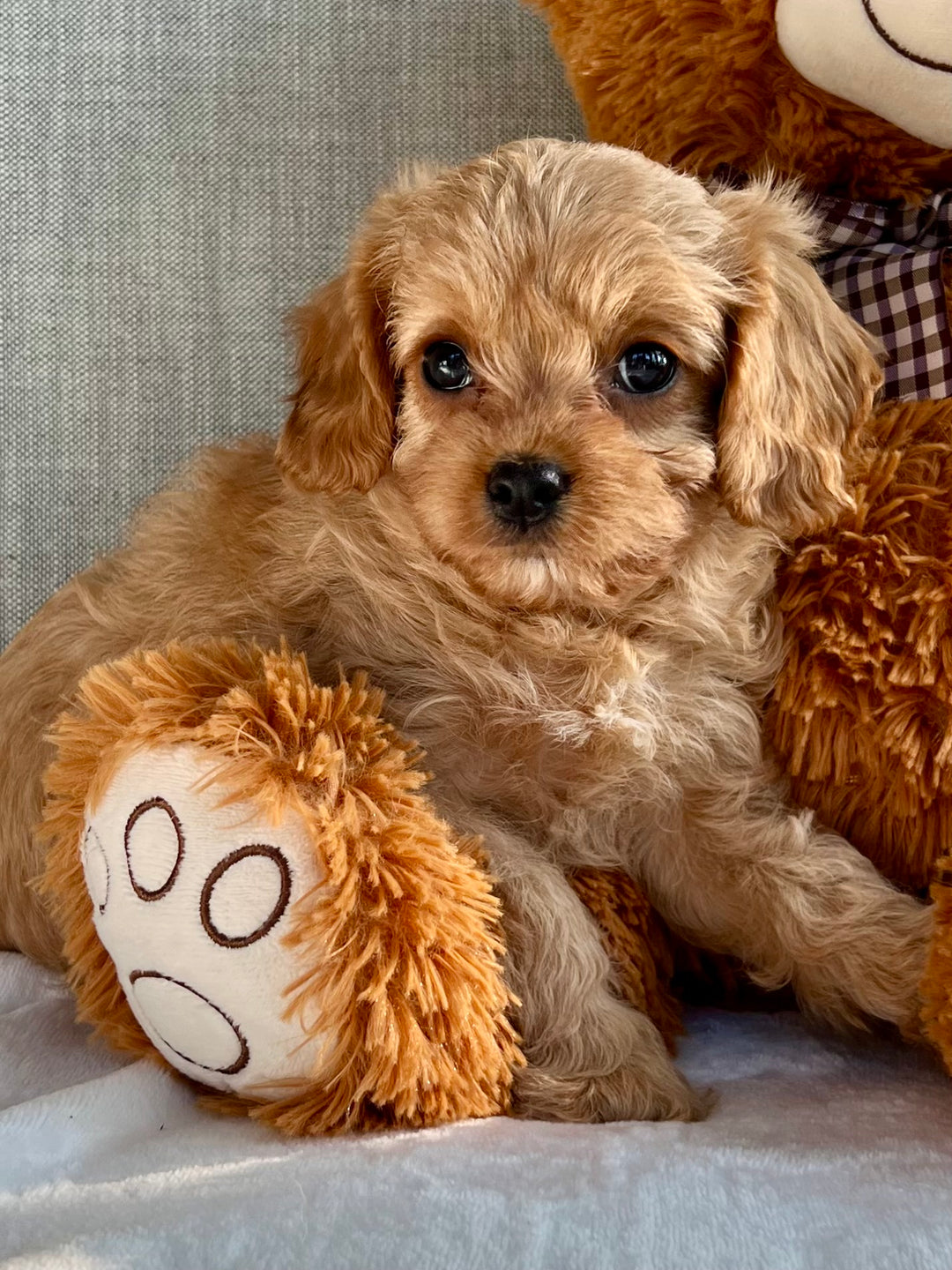 Puppy Wait List – Precious Pups USA