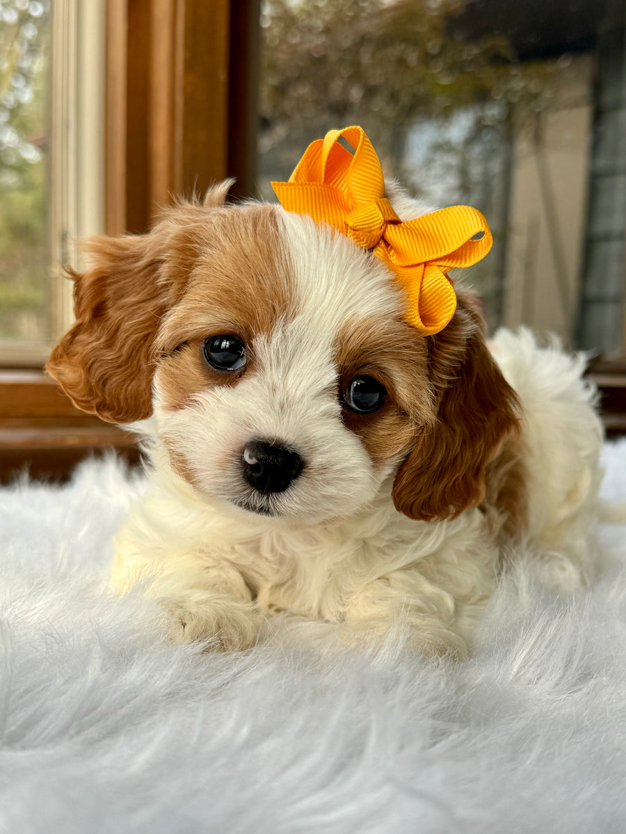 Buttercup Cavapoo Puppy 💗 SOLD – Precious Pups USA