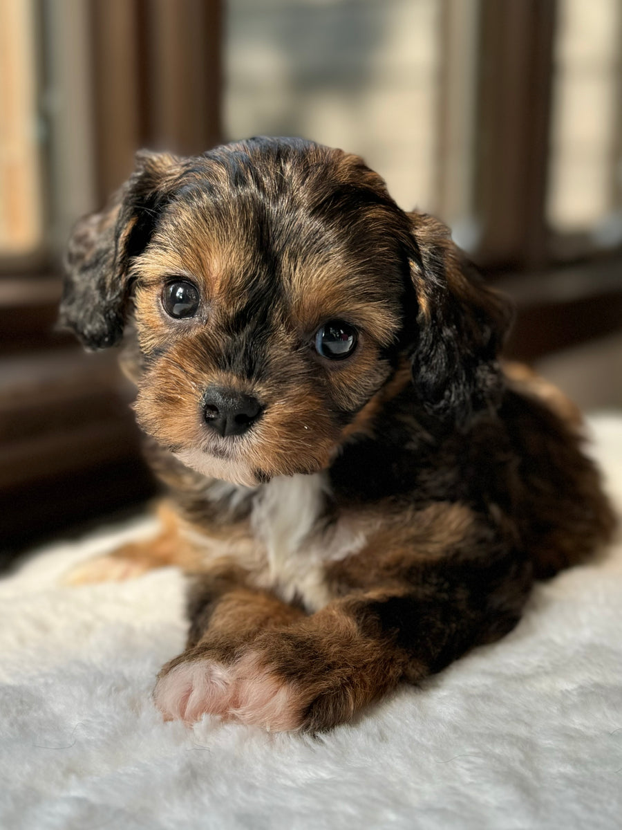 Bailey Cavapoo Puppy 💗 SOLD – Precious Pups USA