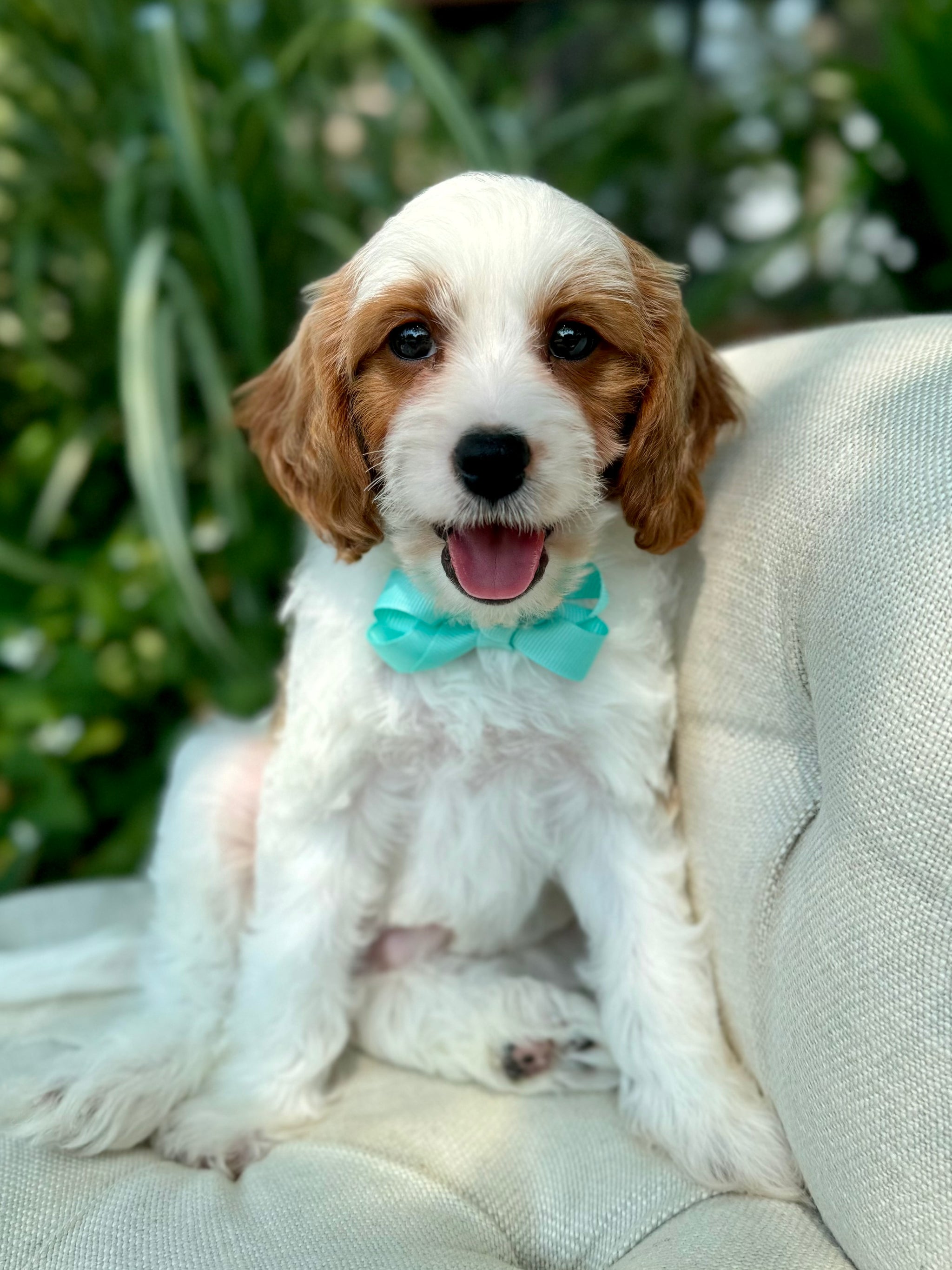 Available Puppies – Page 2 – Precious Pups USA