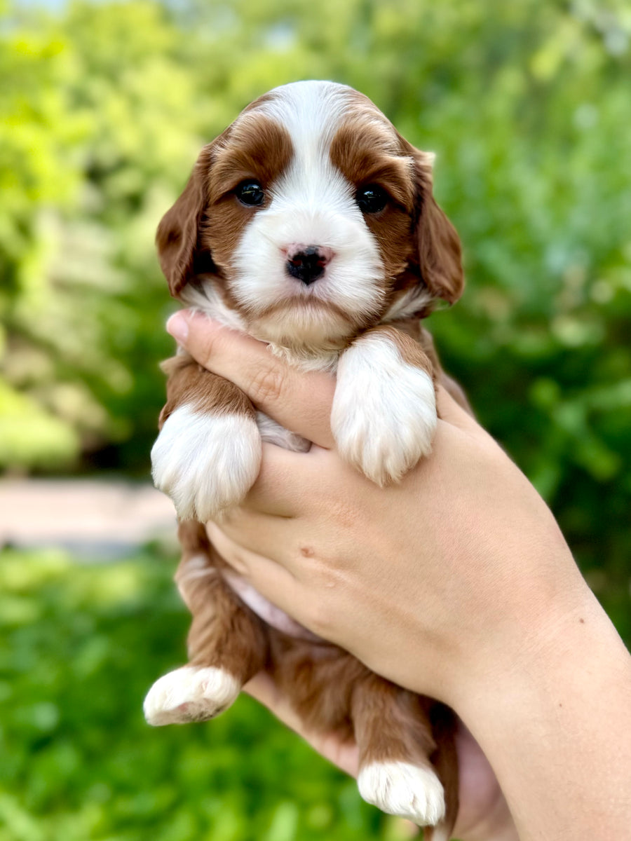 Apollo Cavapoo Puppy 💙 SOLD – Precious Pups USA
