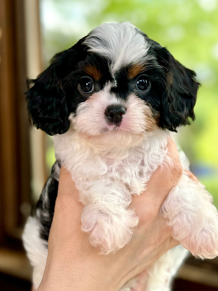 Available Puppies – Precious Pups USA