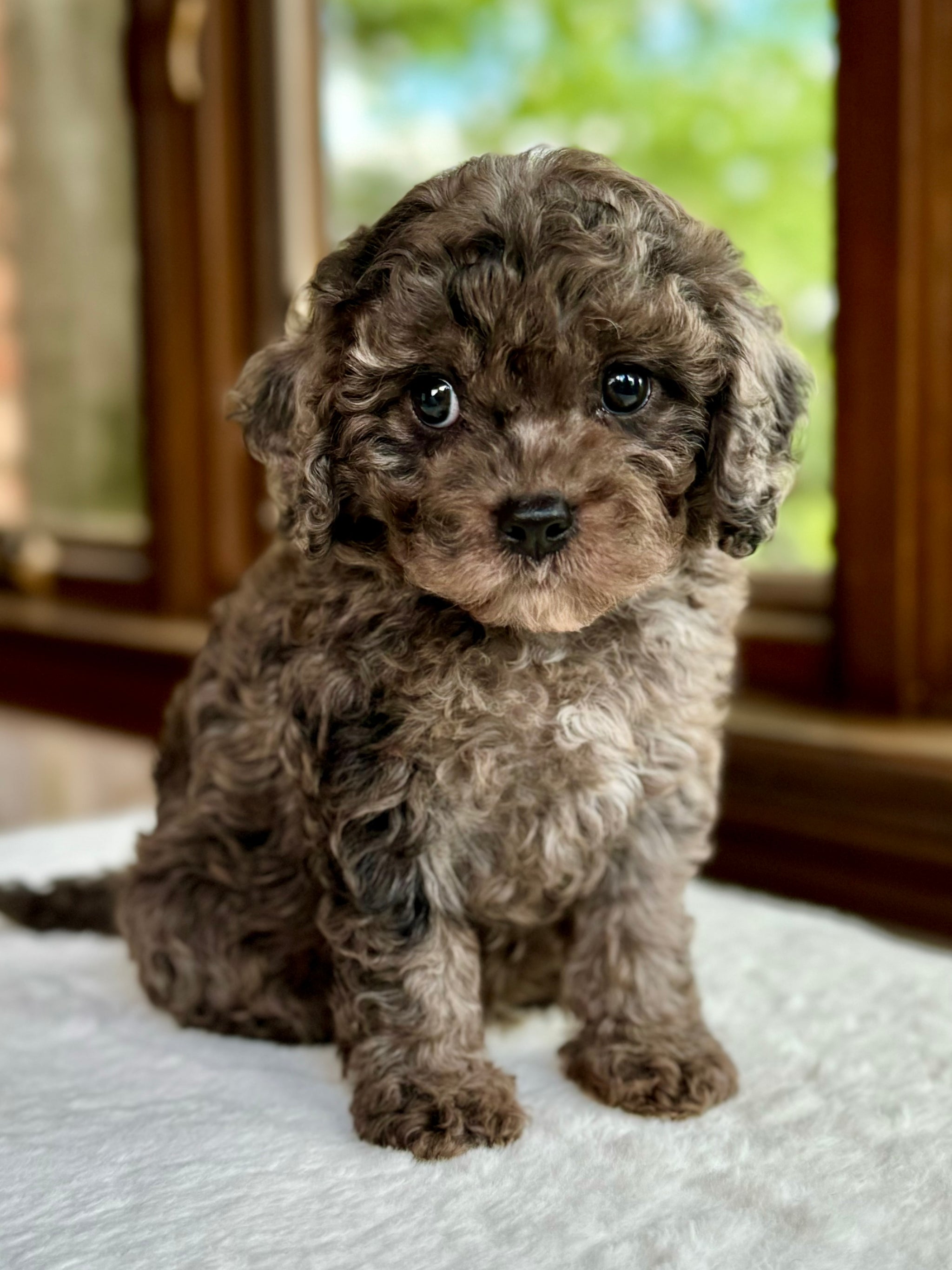 Available Puppies – Page 2 – Precious Pups USA