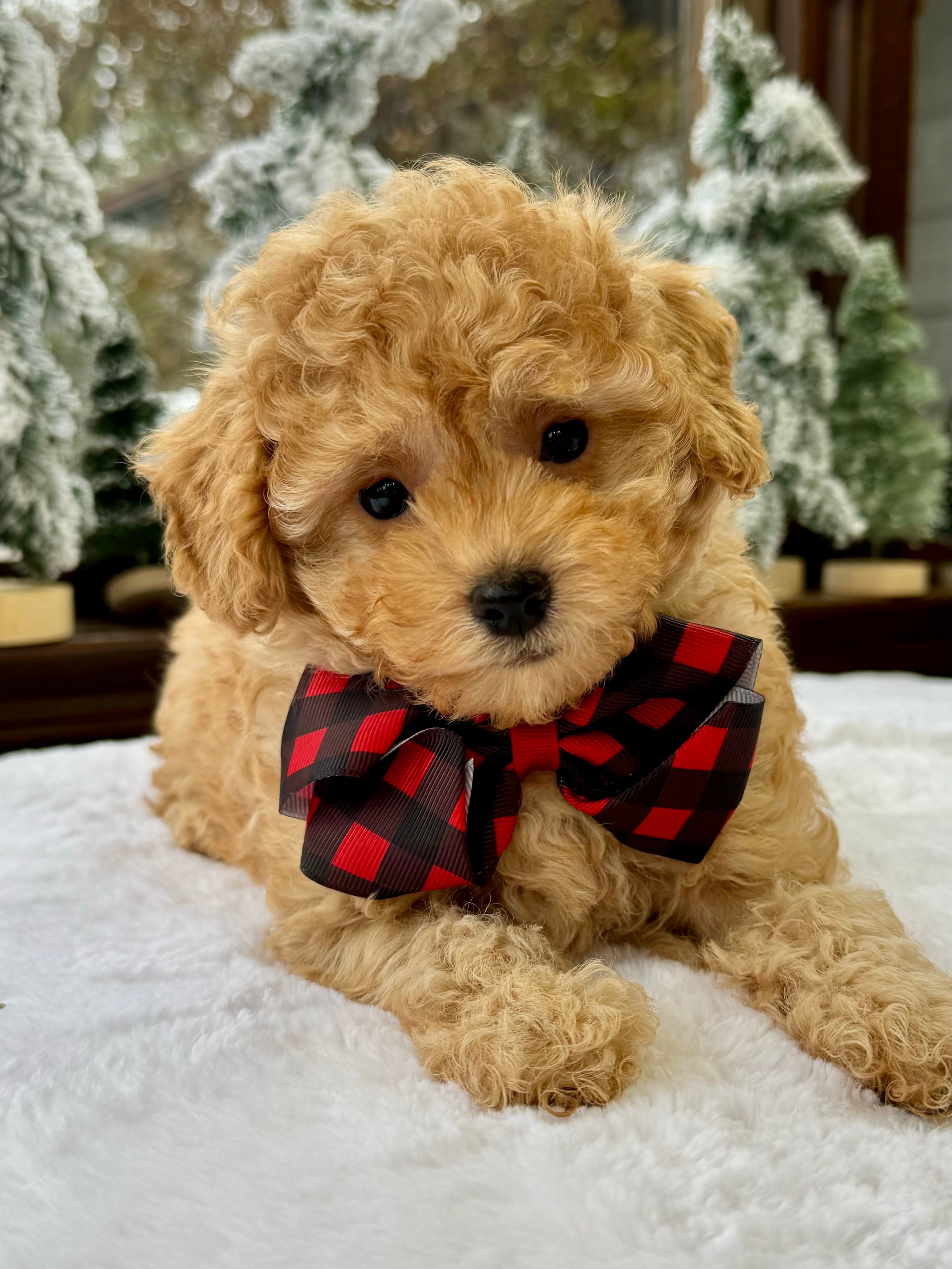 Available Puppies – Precious Pups USA