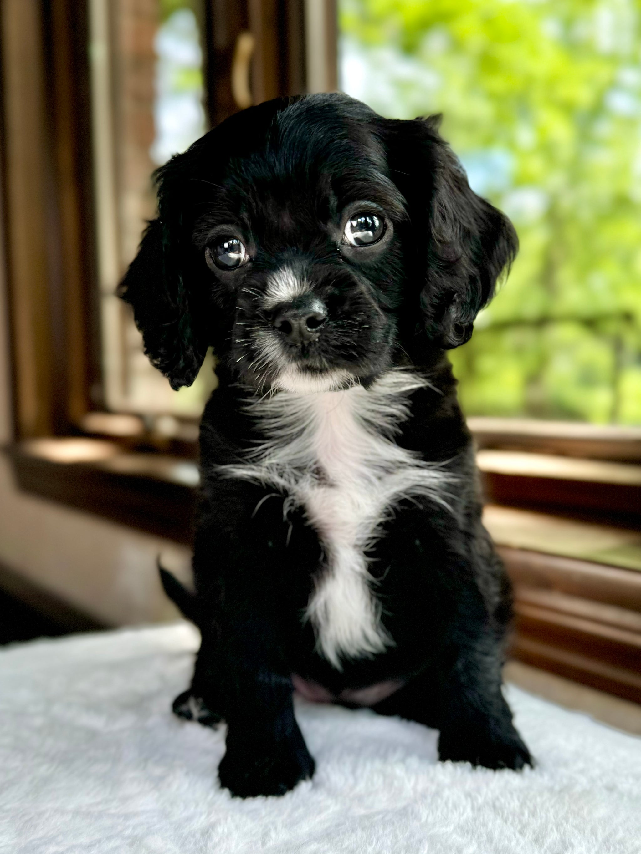 Available Puppies – Precious Pups USA