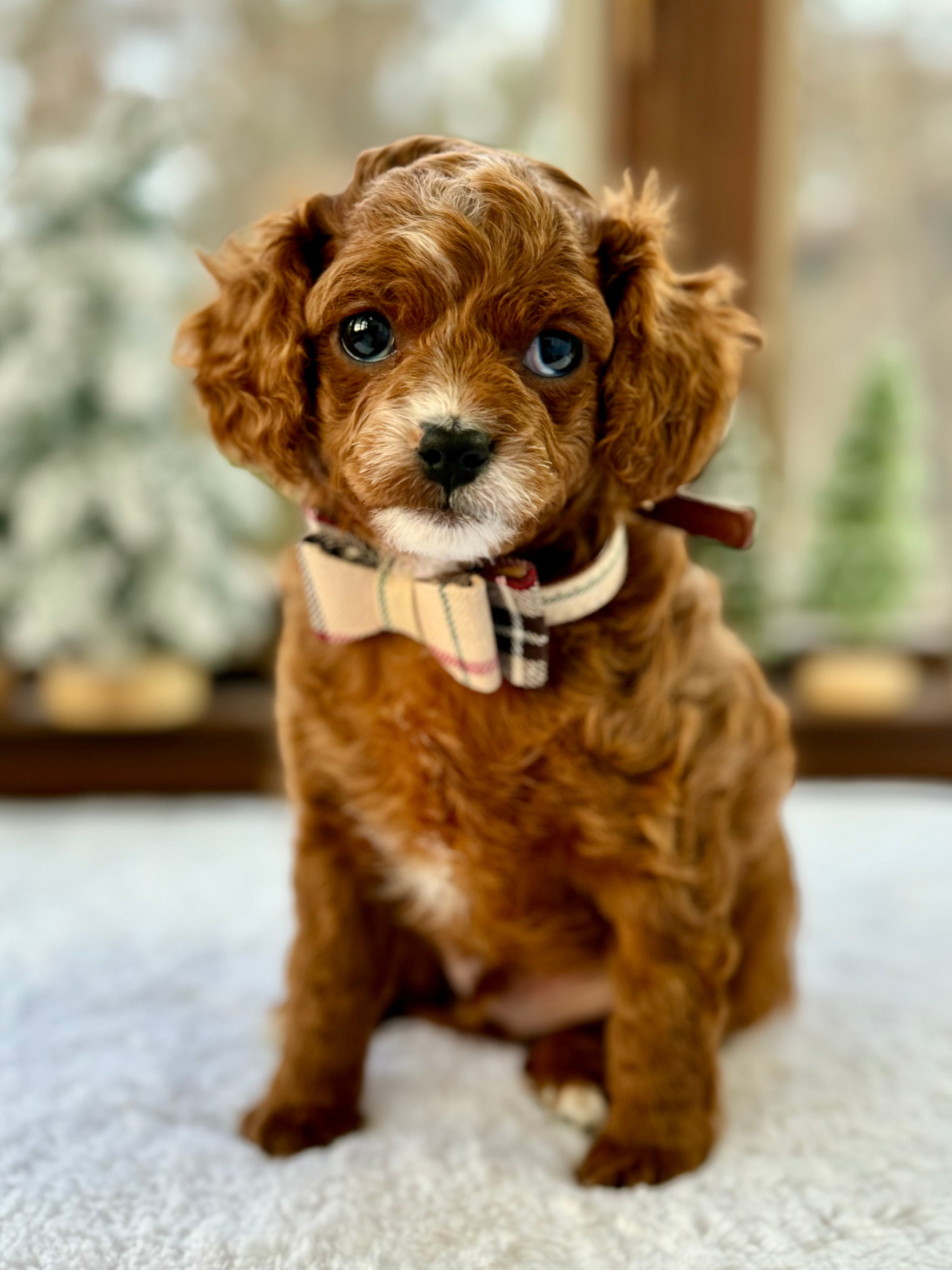 Available Puppies – Precious Pups USA