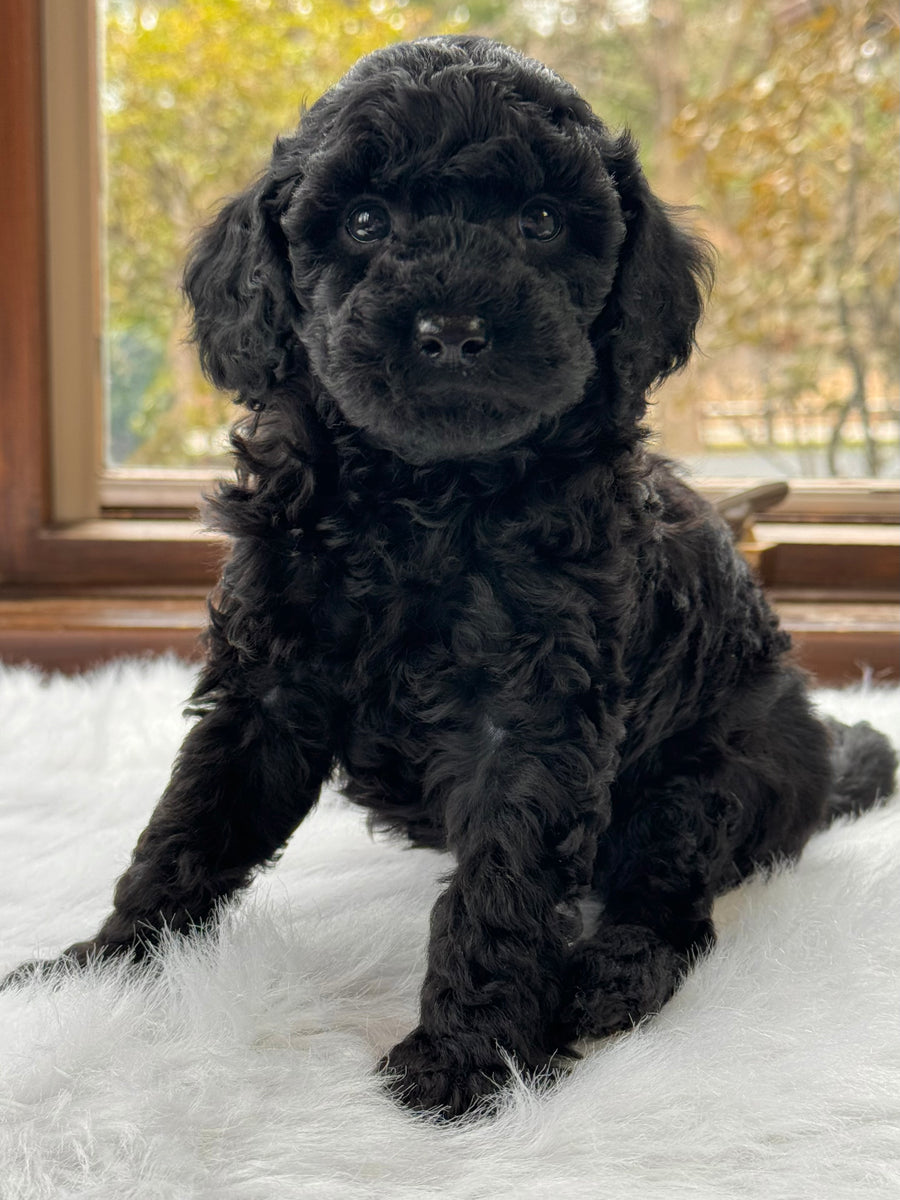 Monty Mini Toy Poodle Puppy 💙 – Precious Pups USA