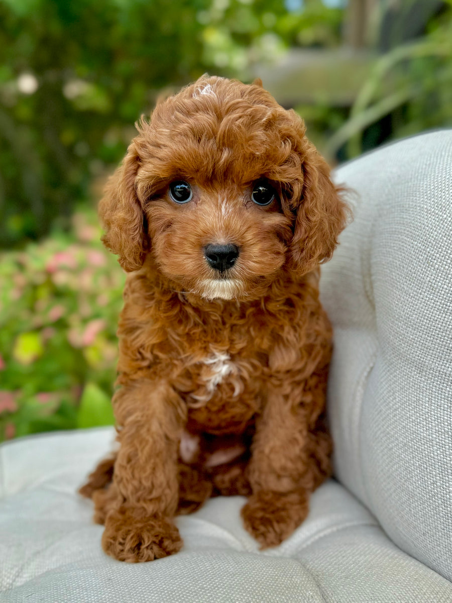 Stitch Cavapoo Puppy 💙 SOLD – Precious Pups USA