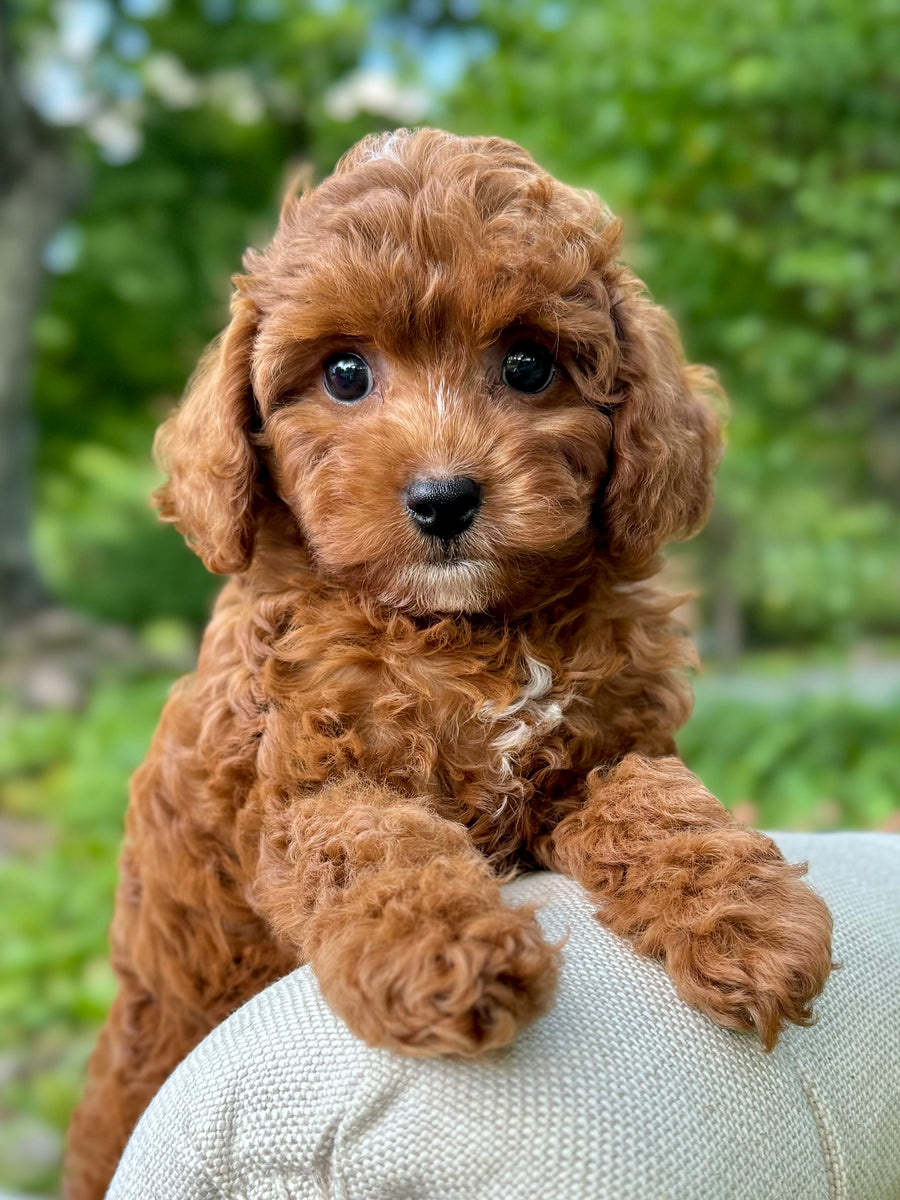 Stitch Cavapoo Puppy 💙 SOLD – Precious Pups USA