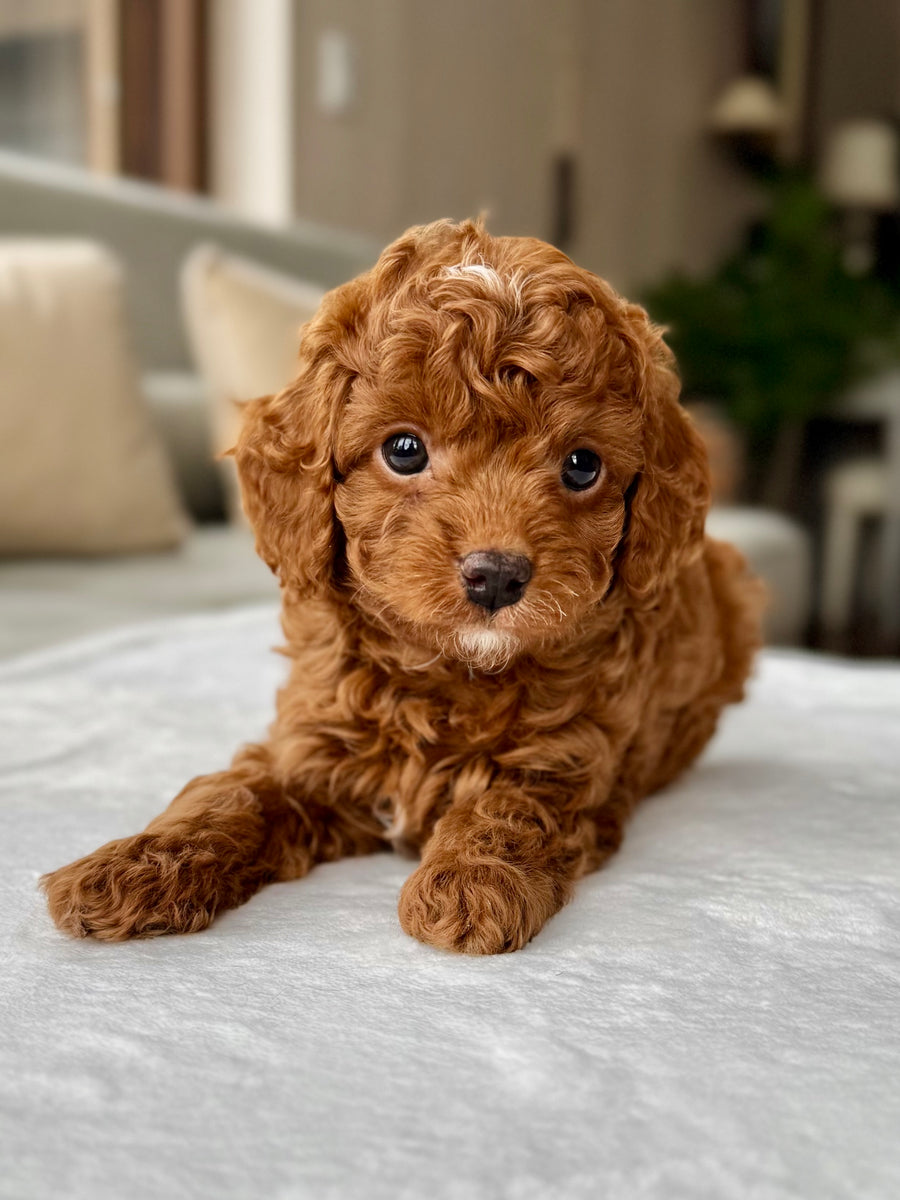 Fox Toy F1b Cavapoo Puppy 💙 SOLD – Precious Pups USA