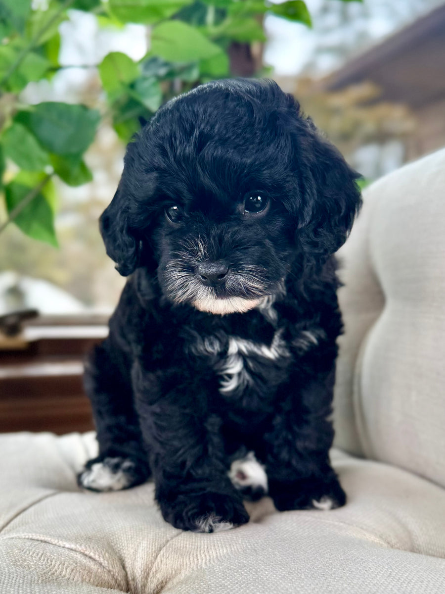 Cub Toy F1b Cavapoo Puppy 💙 SOLD – Precious Pups USA