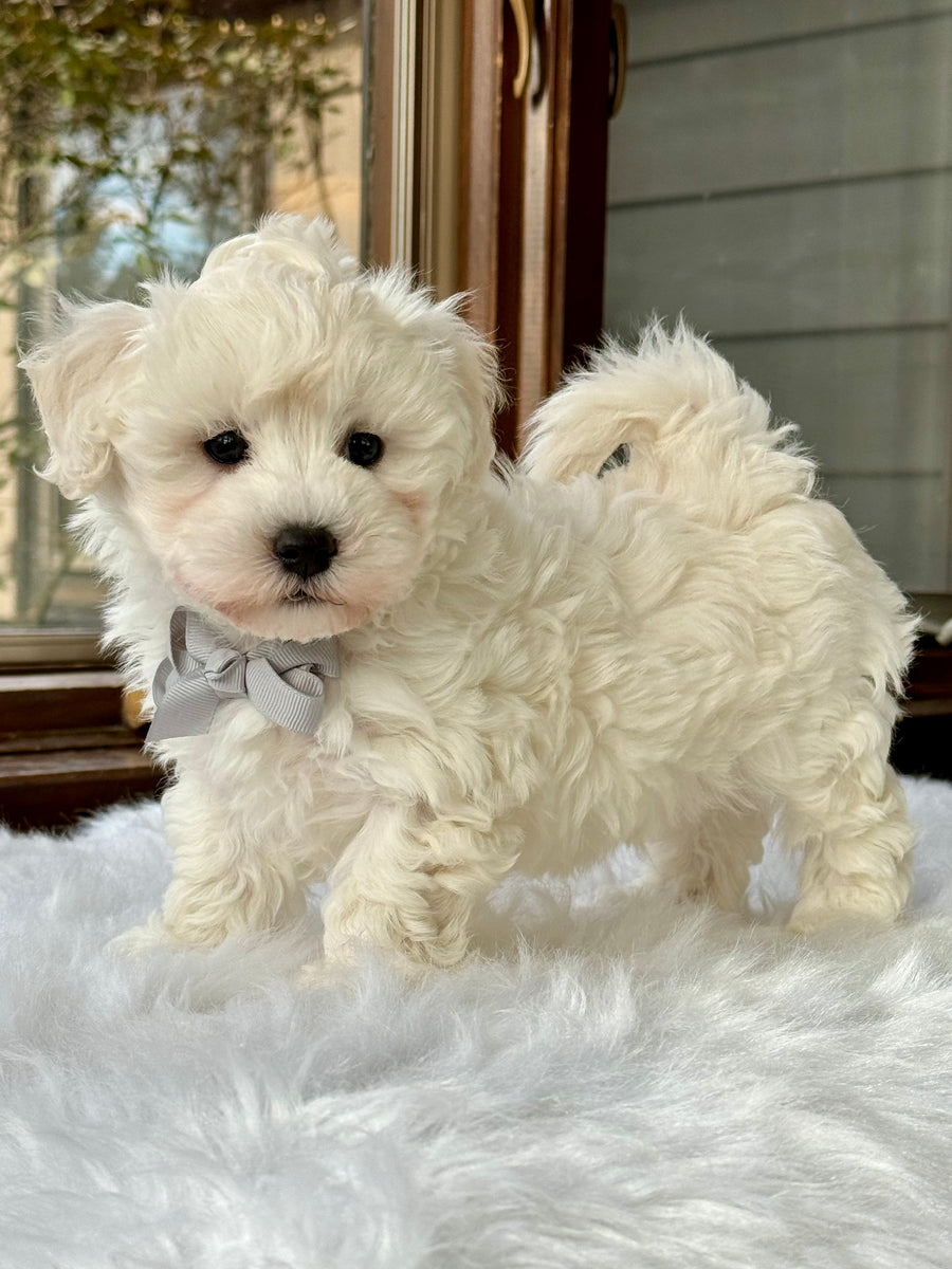 Peter Rabbit Maltipoo Puppy 💙 SOLD – Precious Pups USA