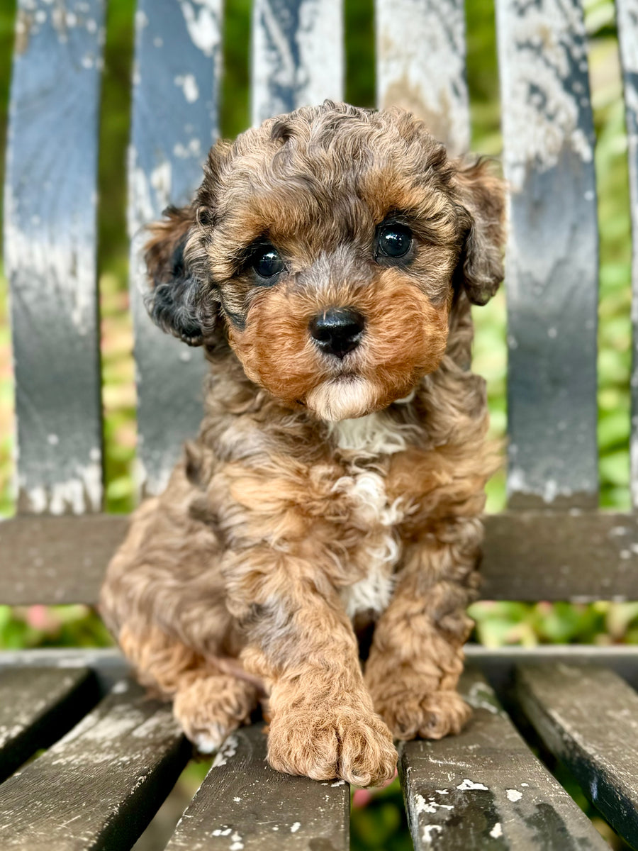 Bluey Cavapoo Puppy 💙 SOLD – Precious Pups USA