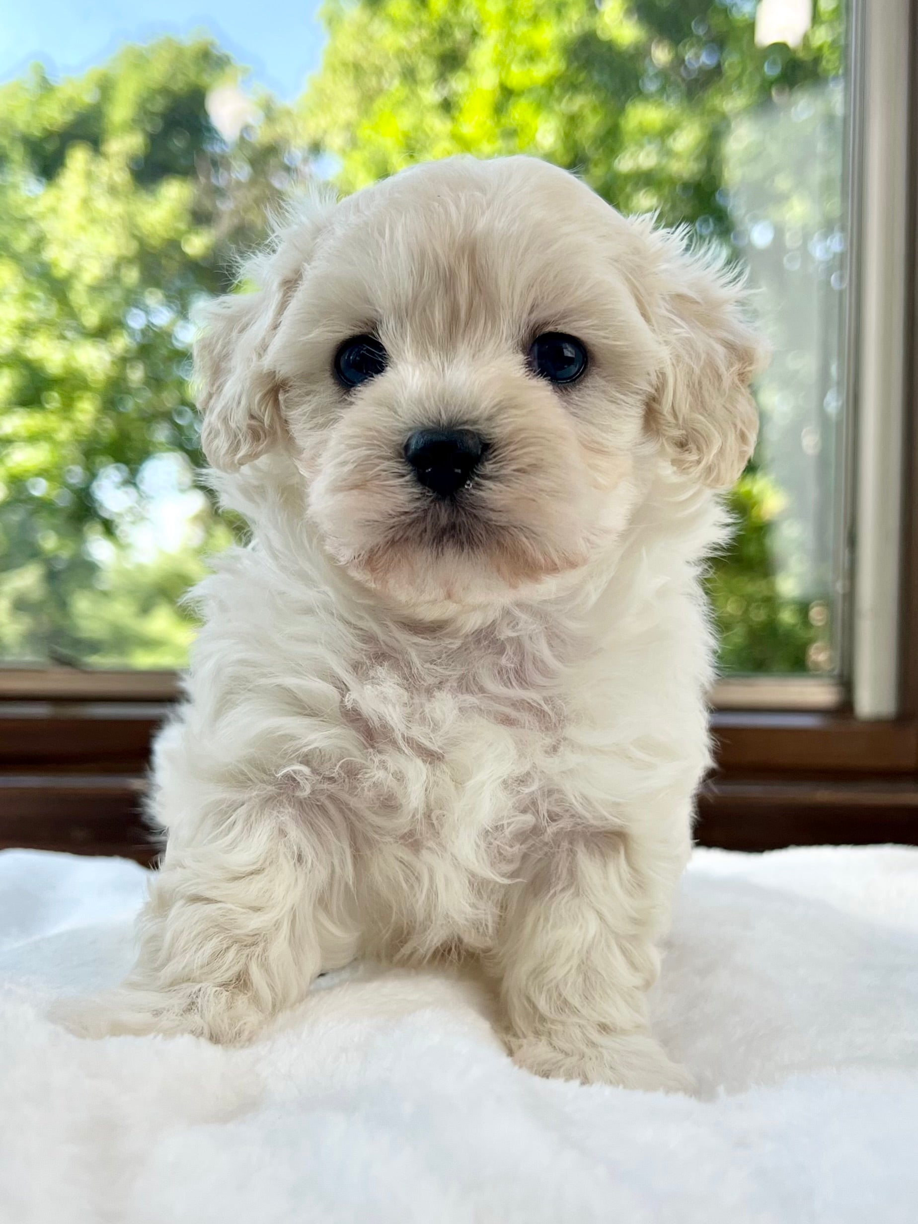 Piper Maltipoo Puppy 💗 SOLD – Precious Pups USA