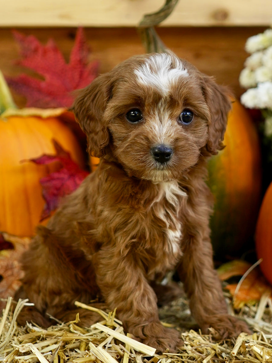 Willow Teacup Cavapoo Puppy 💗 SOLD – Precious Pups USA