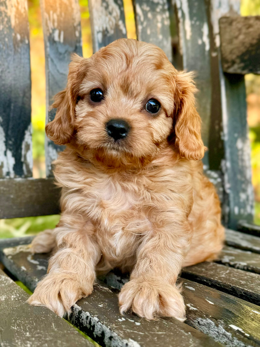 Copper Toy Cavapoo Puppy 💙 SOLD – Precious Pups USA