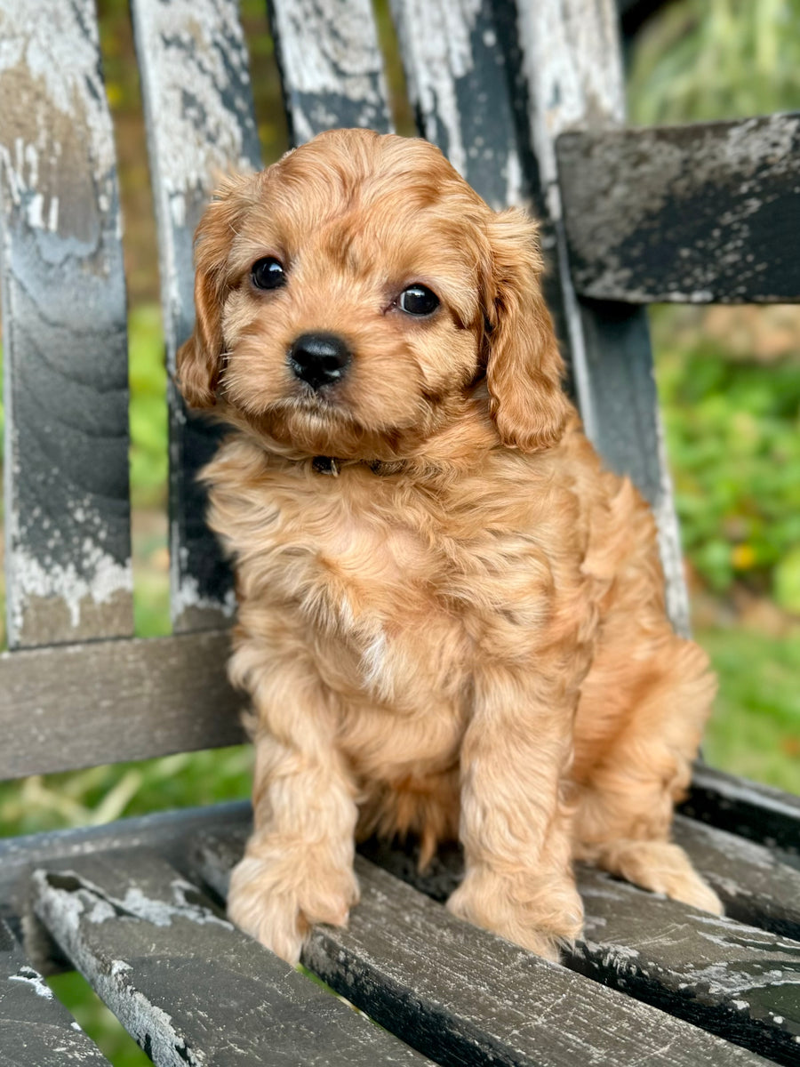 Copper Toy Cavapoo Puppy 💙 – Precious Pups USA