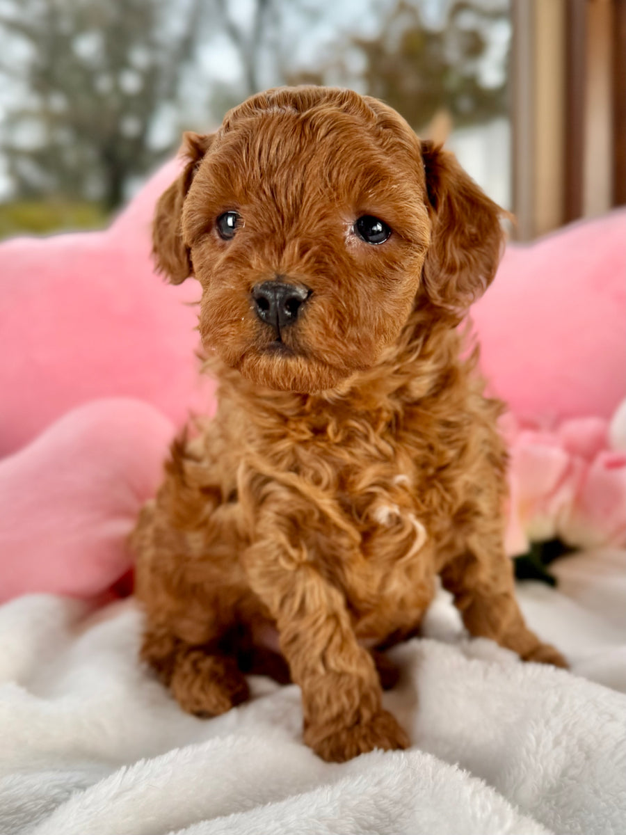 Weston Teacup F1b Cavapoo Puppy 💙 SOLD – Precious Pups USA