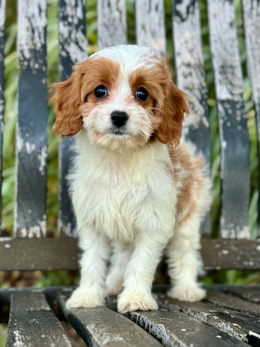 Daisy Teacup Cavapoo Puppy 💗 SOLD – Precious Pups USA