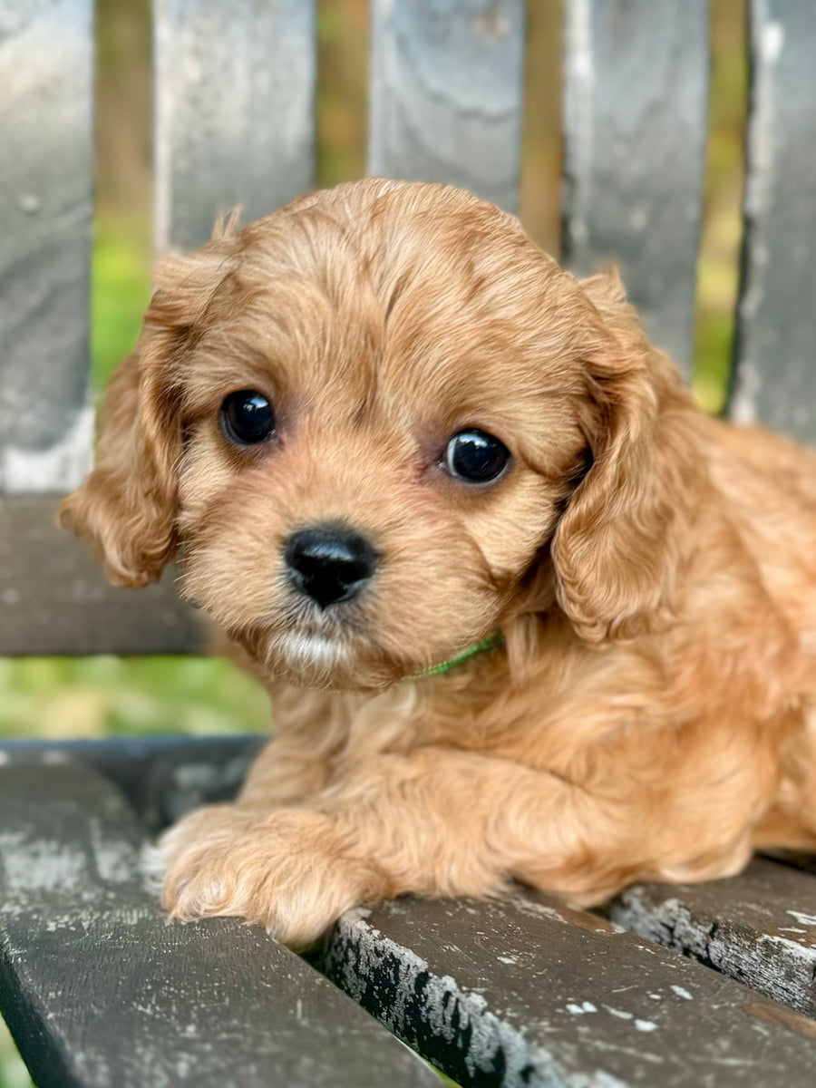 Oakley Toy Cavapoo Puppy 💙 SOLD – Precious Pups USA