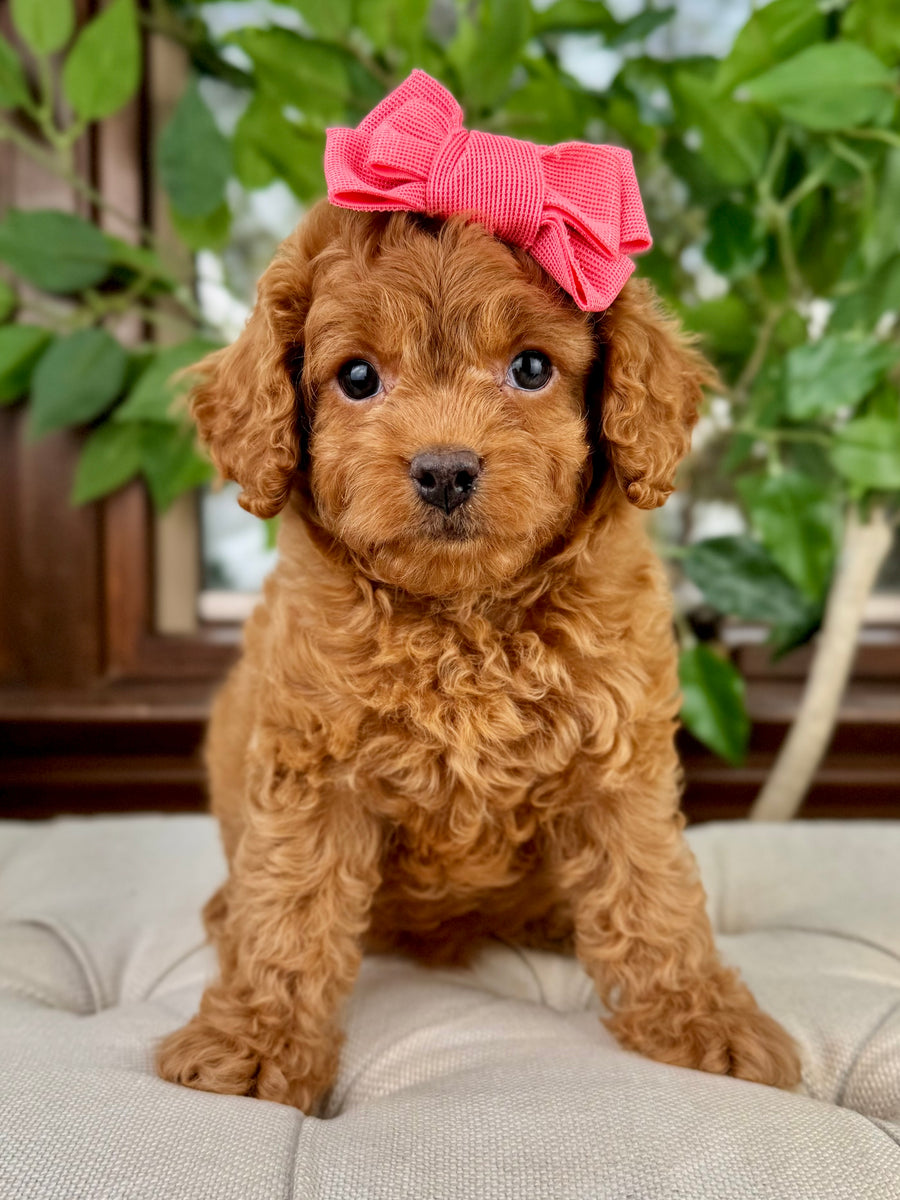 Fawn Toy F1b Cavapoo/ Poodle Puppy 💗 SOLD – Precious Pups USA