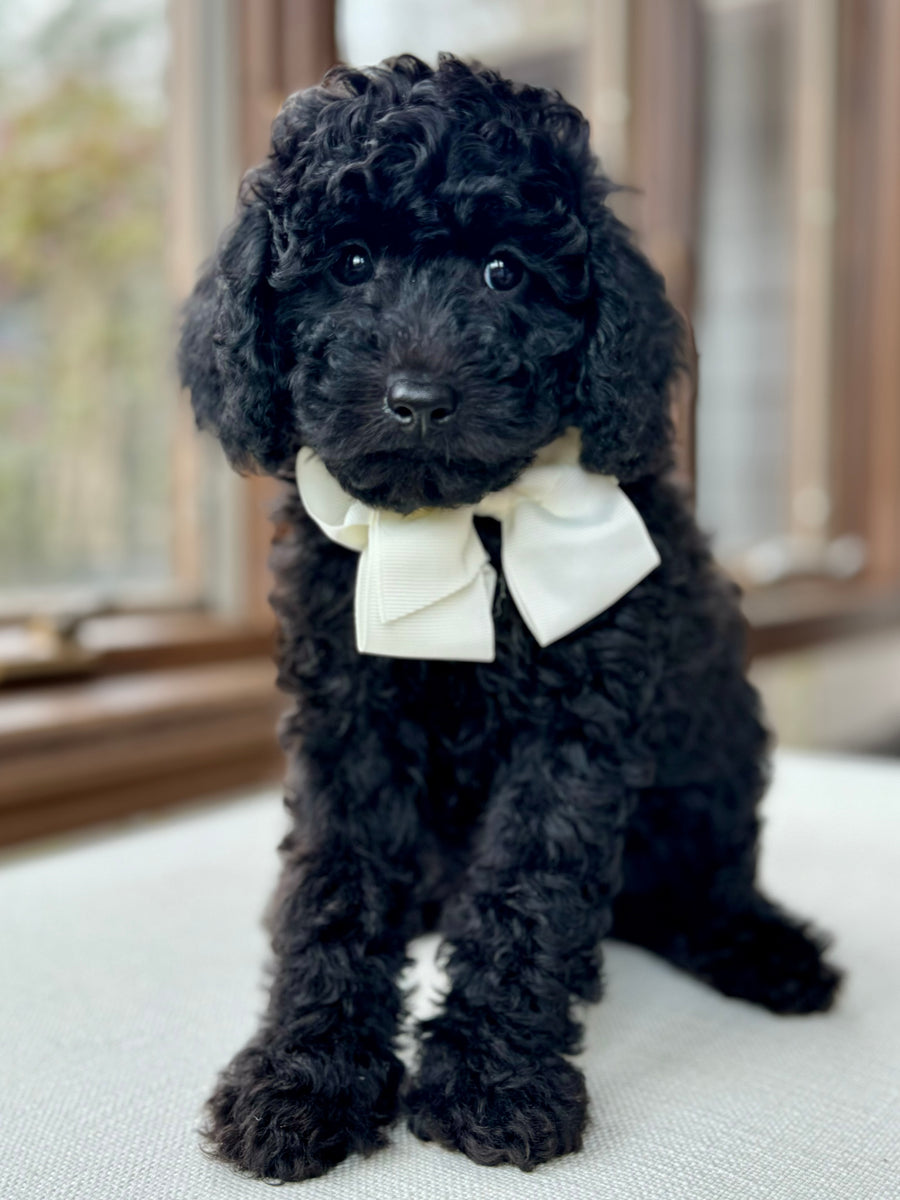 Monty Mini Toy Poodle Puppy 💙 SOLD – Precious Pups USA