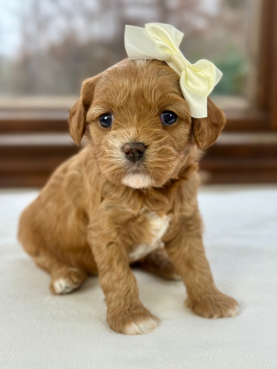 True Cavapoo Puppy 💗 SOLD – Precious Pups Doodles