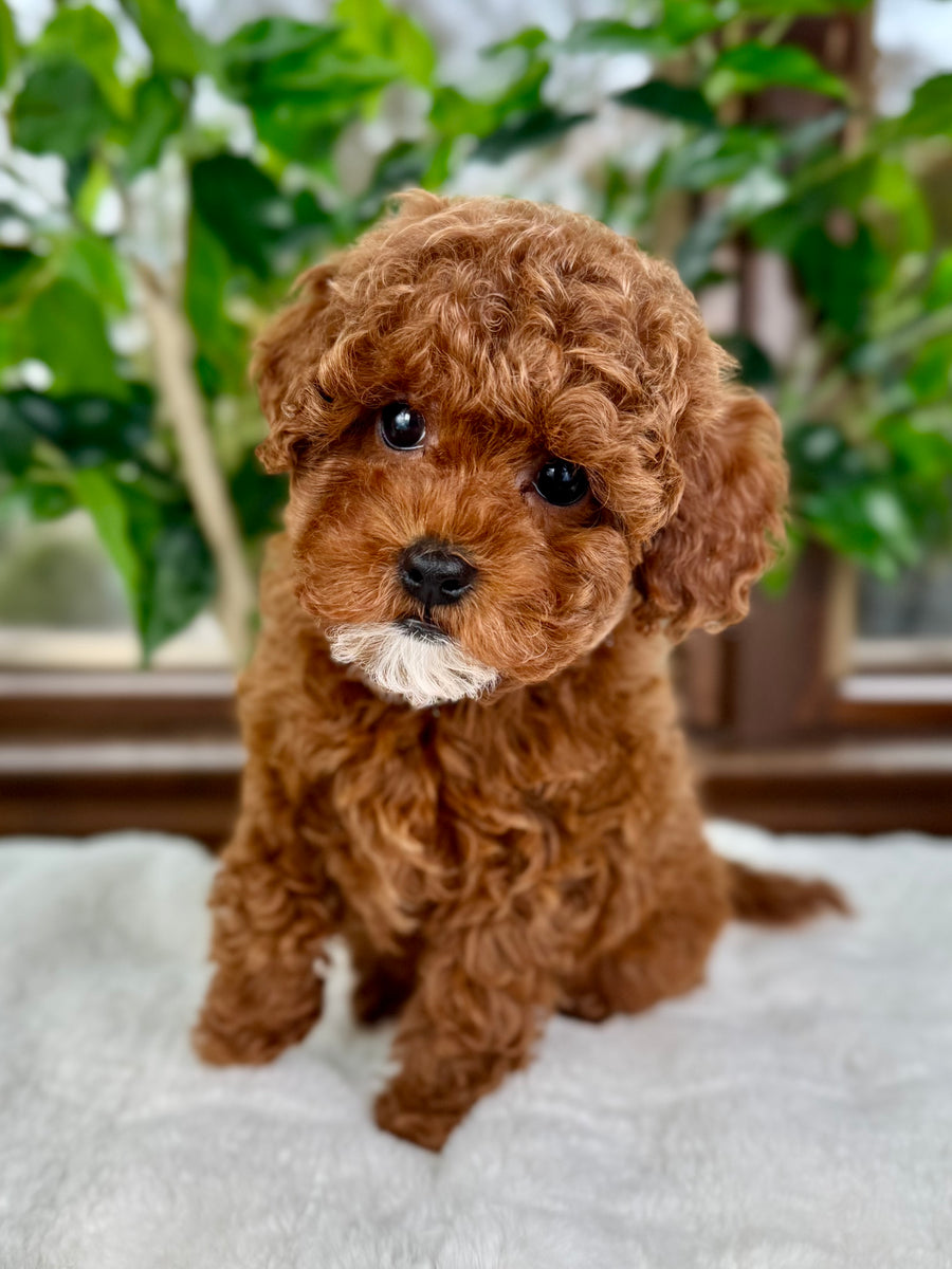 Ryder Teacup F1b Cavapoo/ Poodle Puppy 💙 SOLD – Precious Pups USA