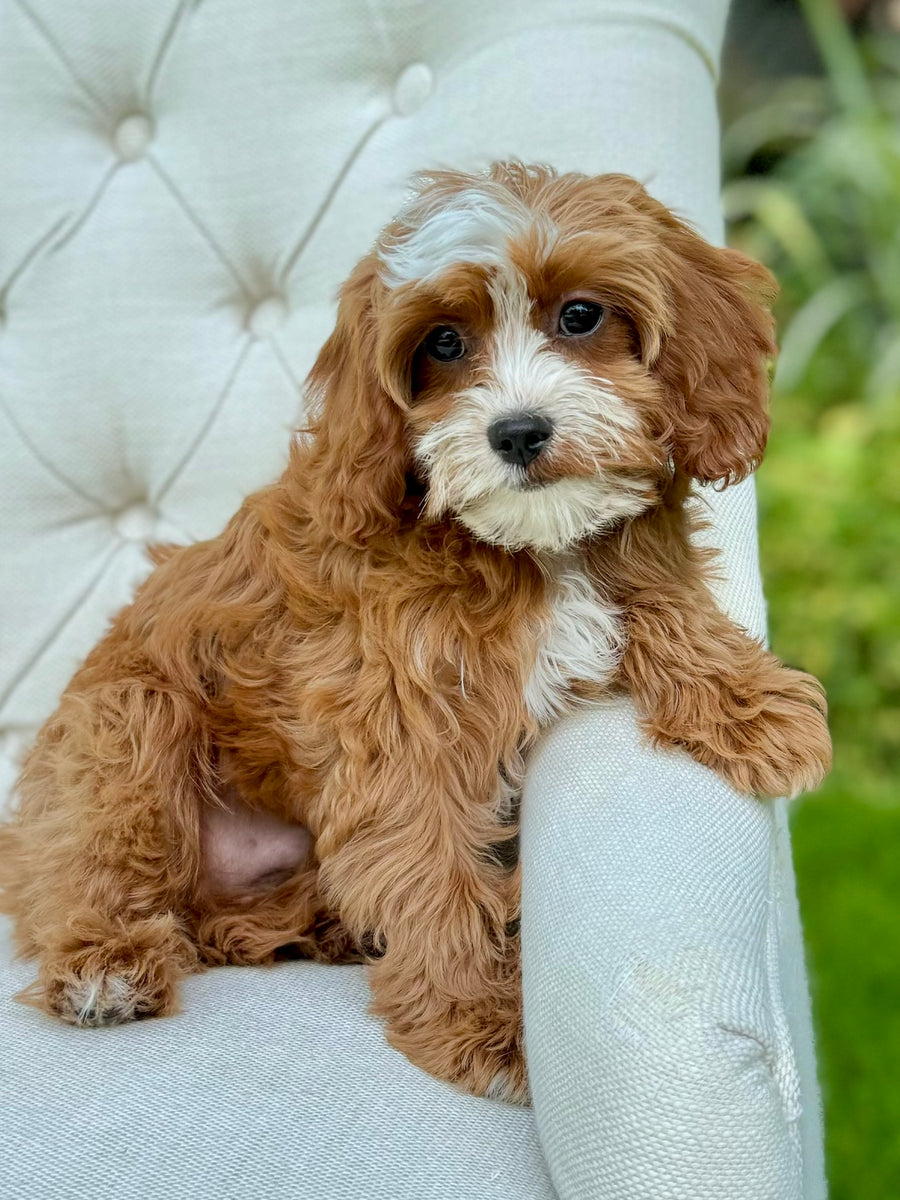 Tucker Toy Cavapoo Puppy 💙 Puppy Behavior & Obedience Trained SOLD ...