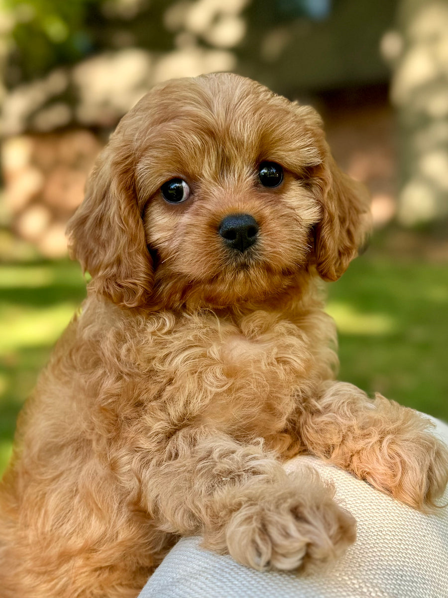 Maple Toy Cavapoo Puppy 💗 SOLD – Precious Pups USA