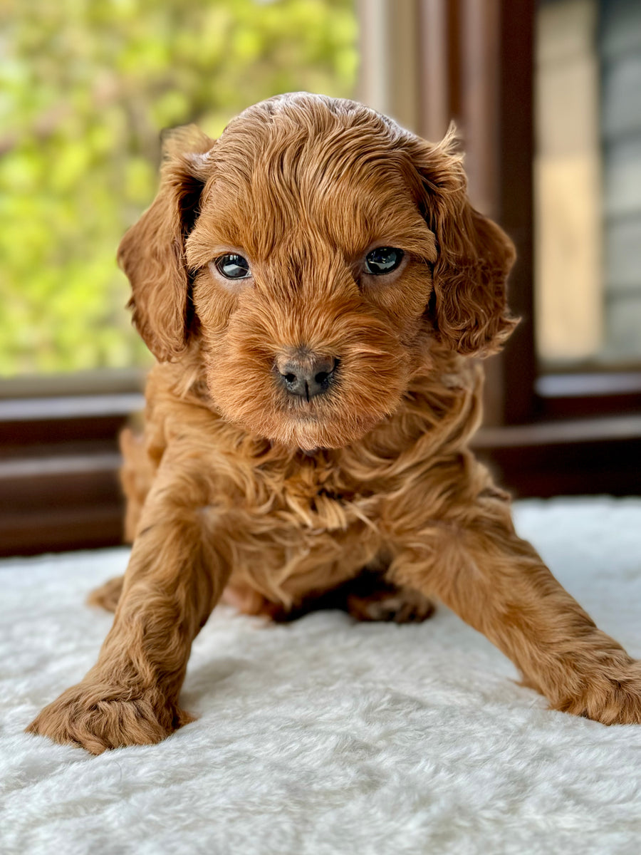 Austin Toy Cavapoo Puppy 💙 SOLD – Precious Pups USA