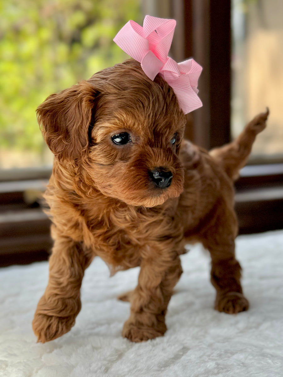 Ava Toy Cavapoo Puppy 💗 SOLD – Precious Pups USA