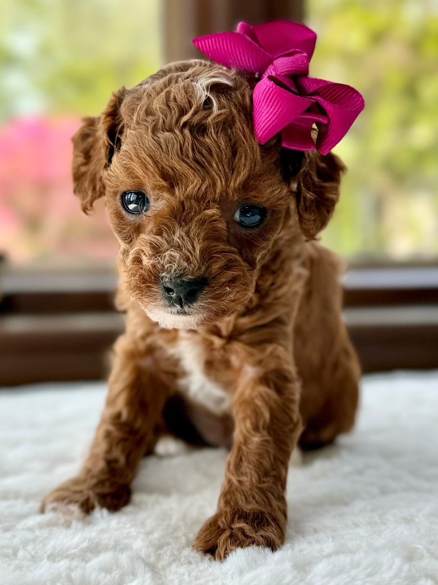 Alice Teacup Cavapoo Puppy 💗 SOLD – Precious Pups USA