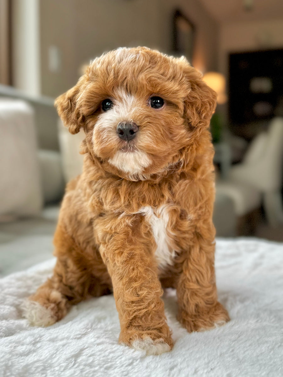 Oatmeal Toy Cavapoo Puppy 💙 SOLD – Precious Pups USA