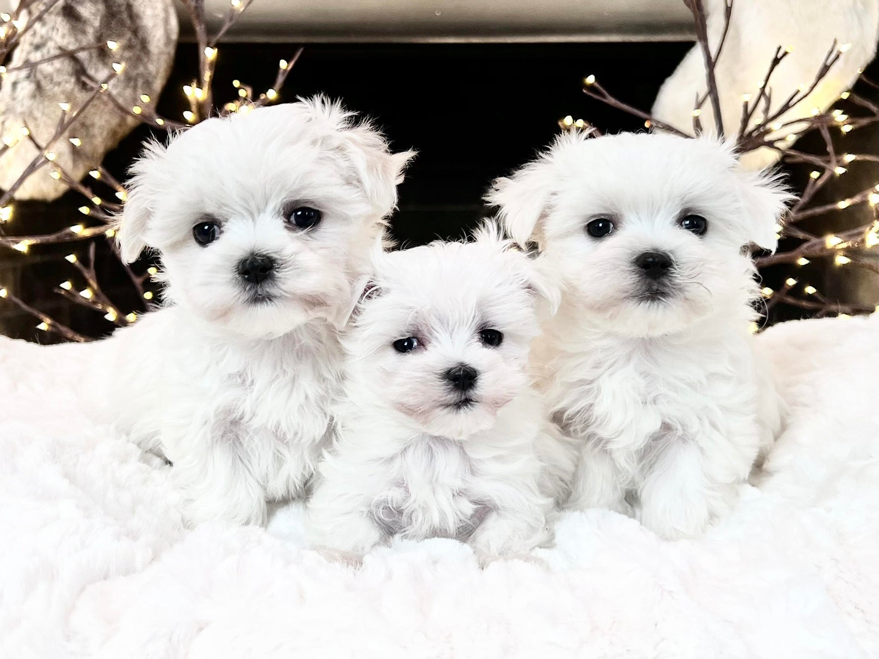 Precious Pups USA | Sagamore Hills, Ohio